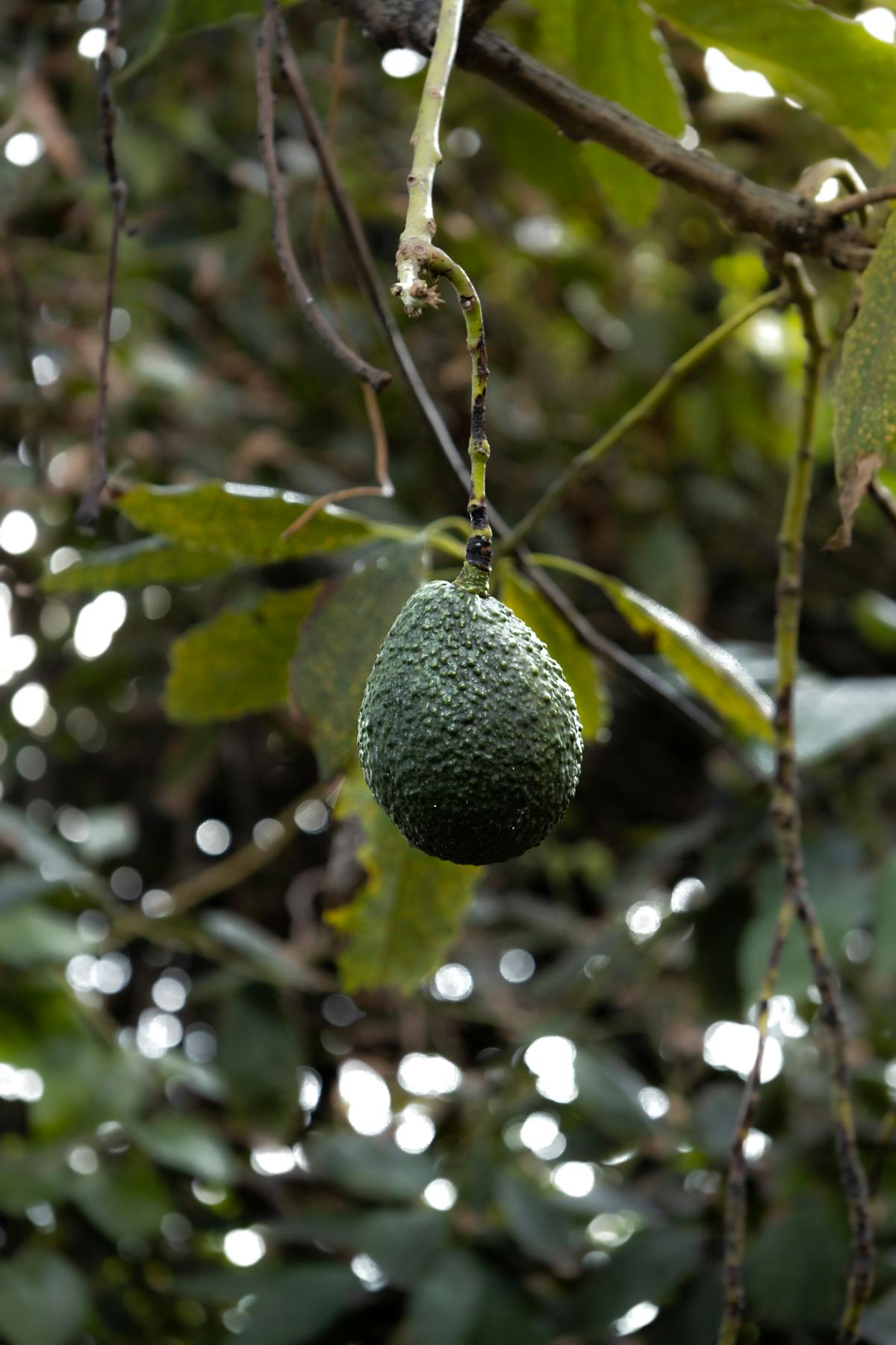 Avocado Tree Photos, Download The BEST Free Avocado Tree Stock Photos ...