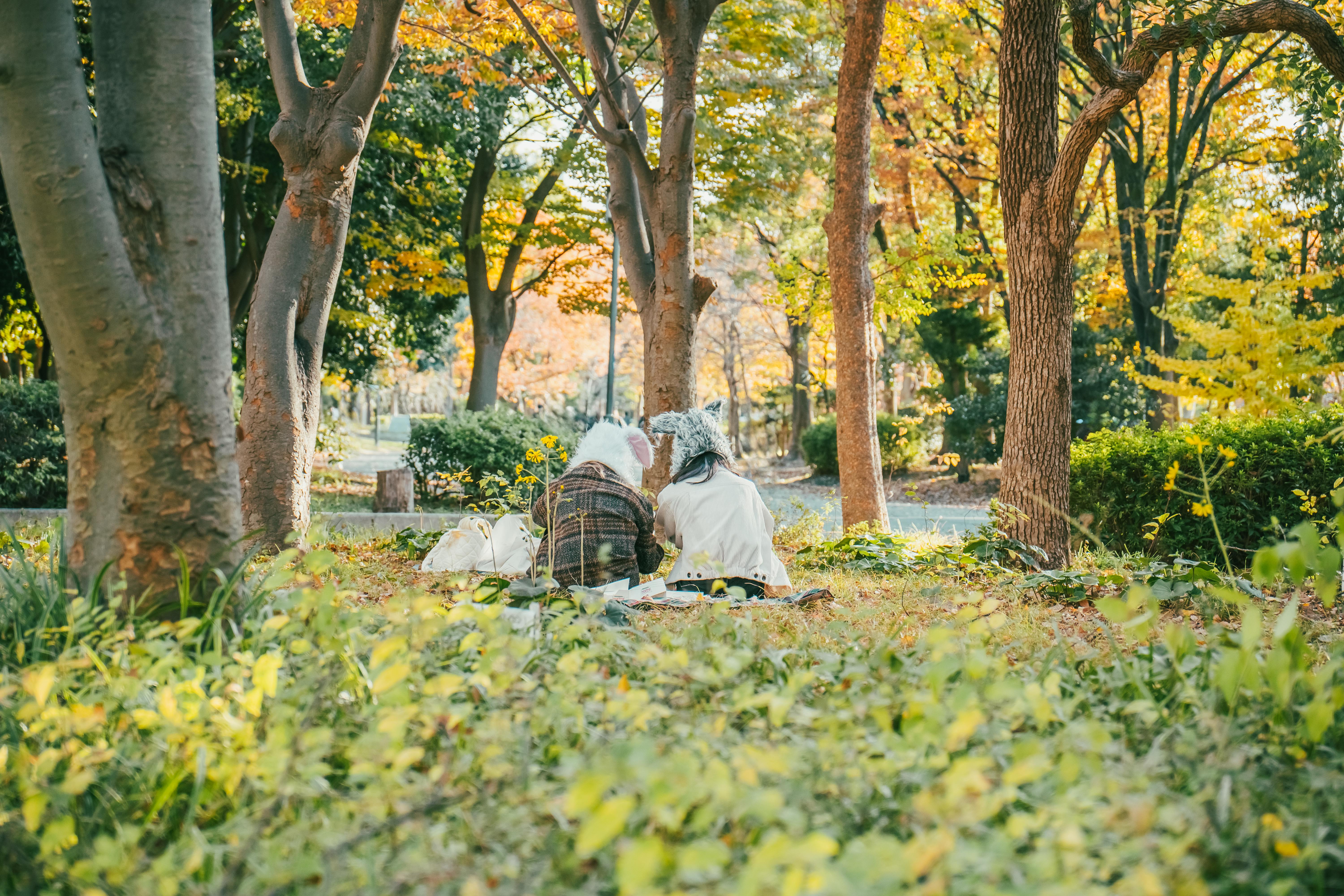 Autumn Picnic in a Serene Forest Setting · Free Stock Photo