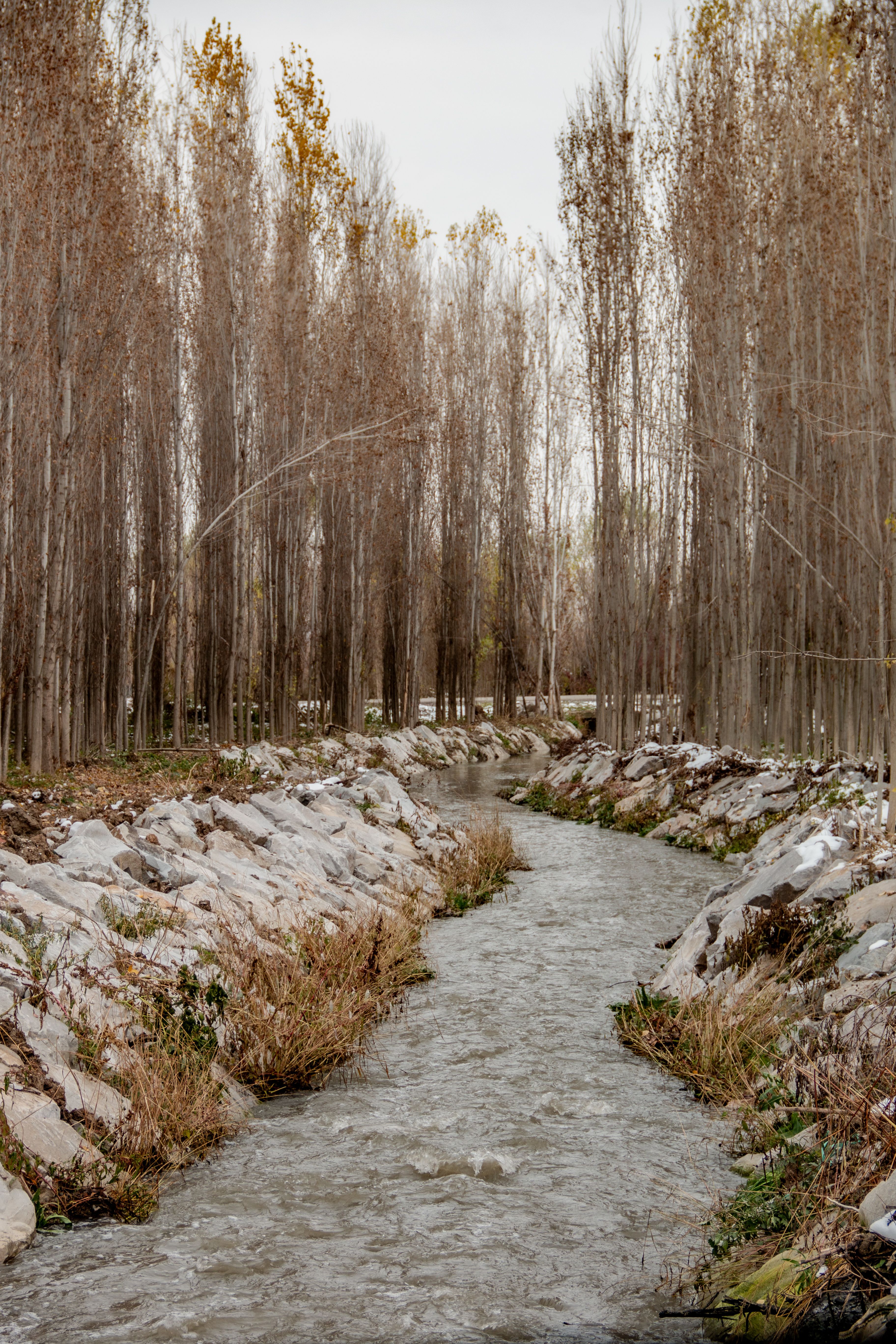 Serene River Flowing Through Turkish Forest · Free Stock Photo