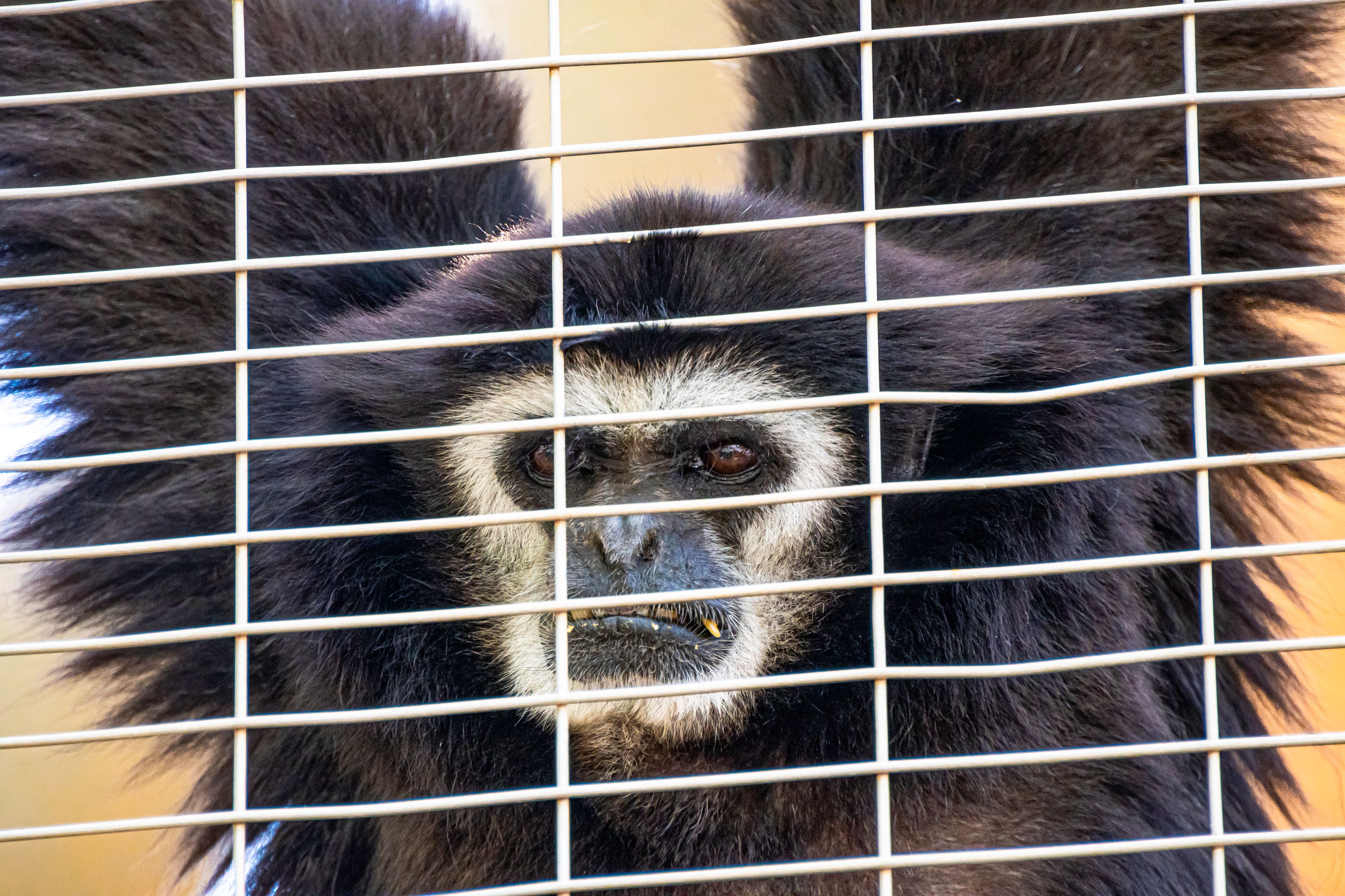 Primate Cage Photos, Download The BEST Free Primate Cage Stock Photos ...