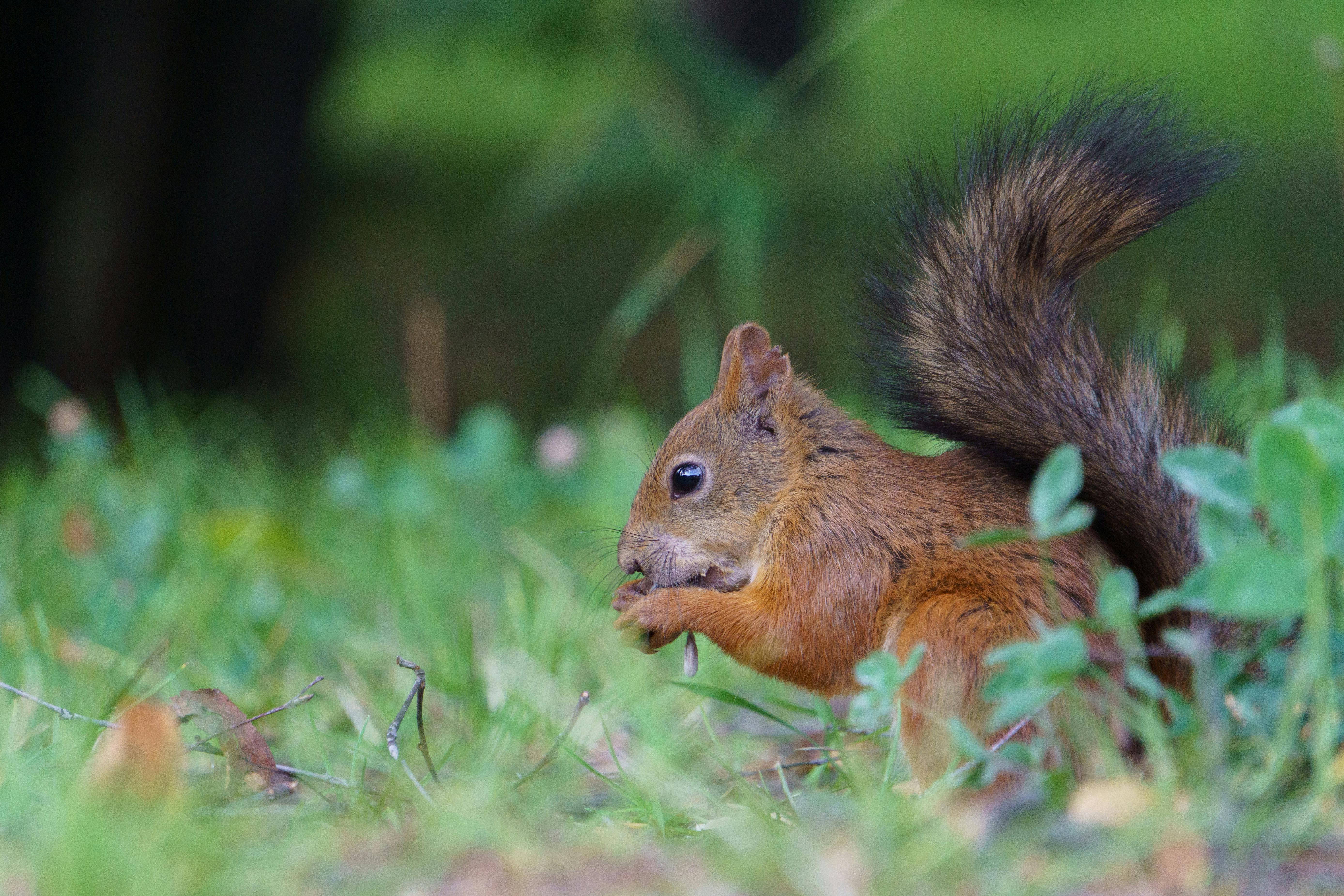 Hyper Squirrel Photos, Download The BEST Free Hyper Squirrel Stock ...