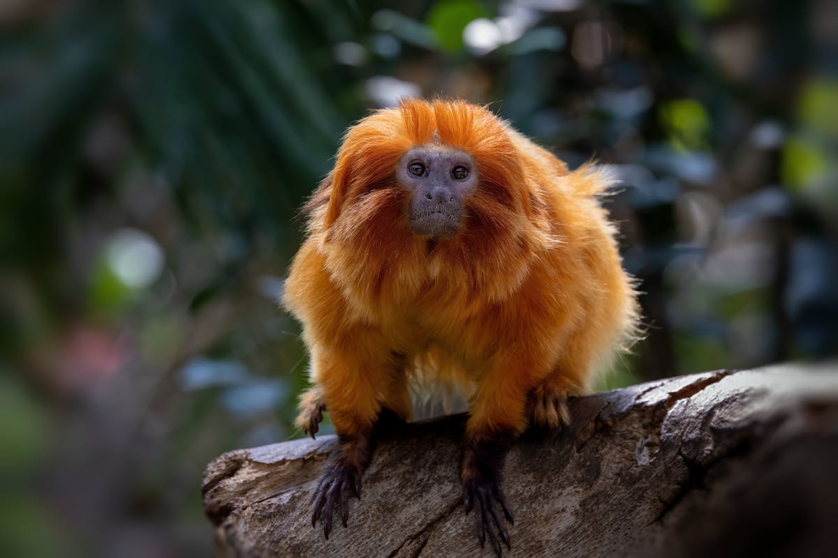 Tamarin Hd Photos, Download The BEST Free Tamarin Hd Stock Photos & HD ...