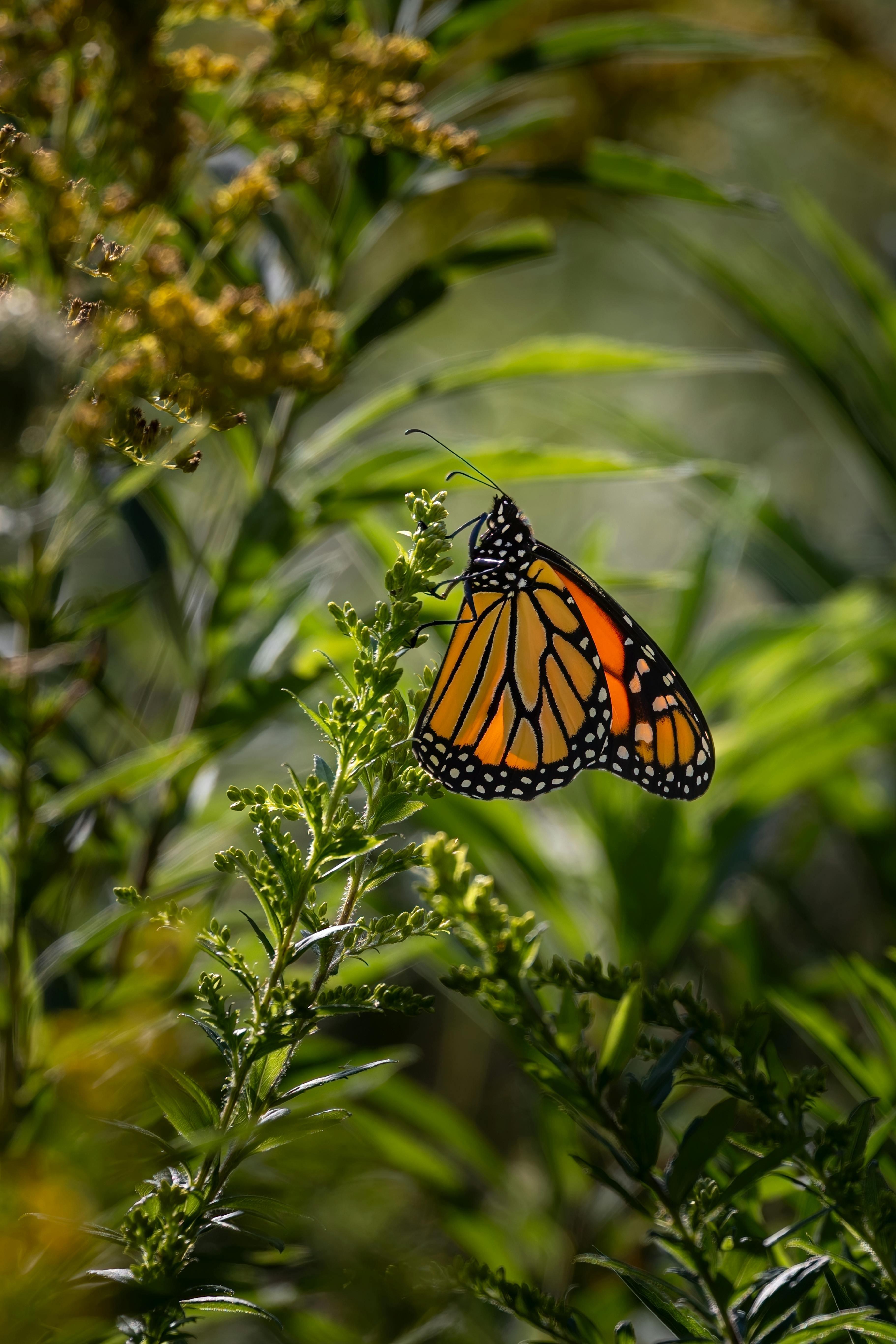 Close-up of Butterfly Pollinating Flower · Free Stock Photo