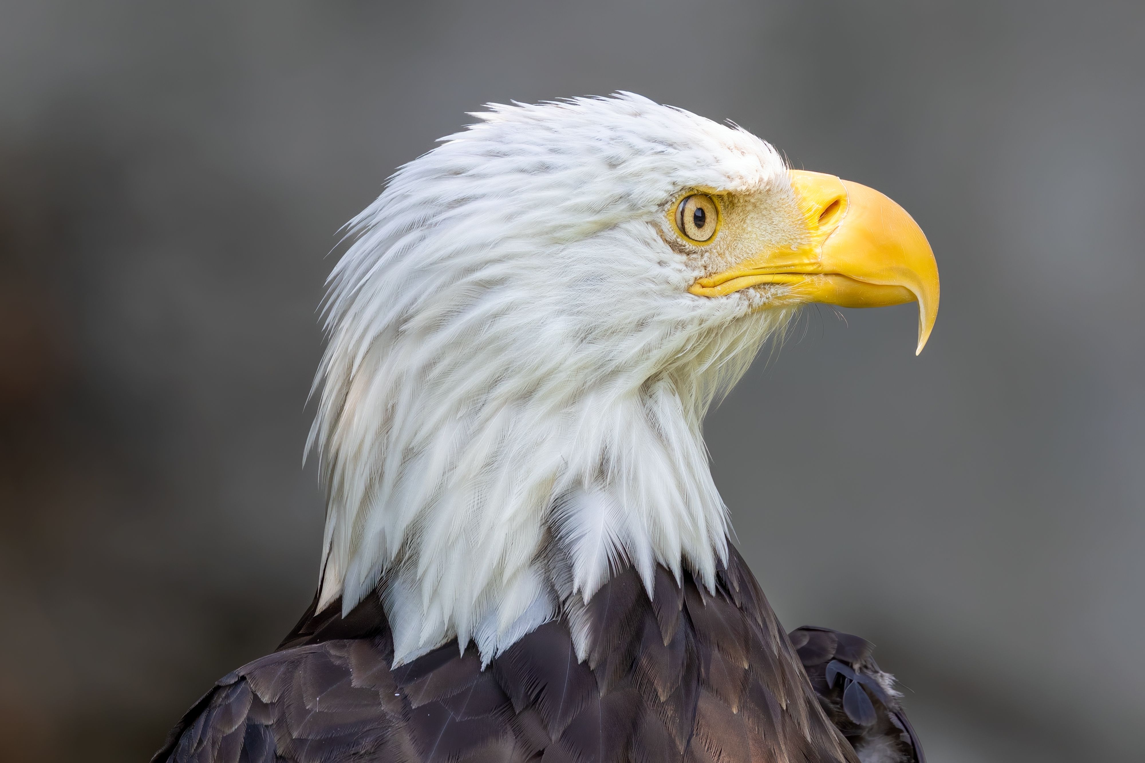 American Eagle Photo · Free Stock Photo