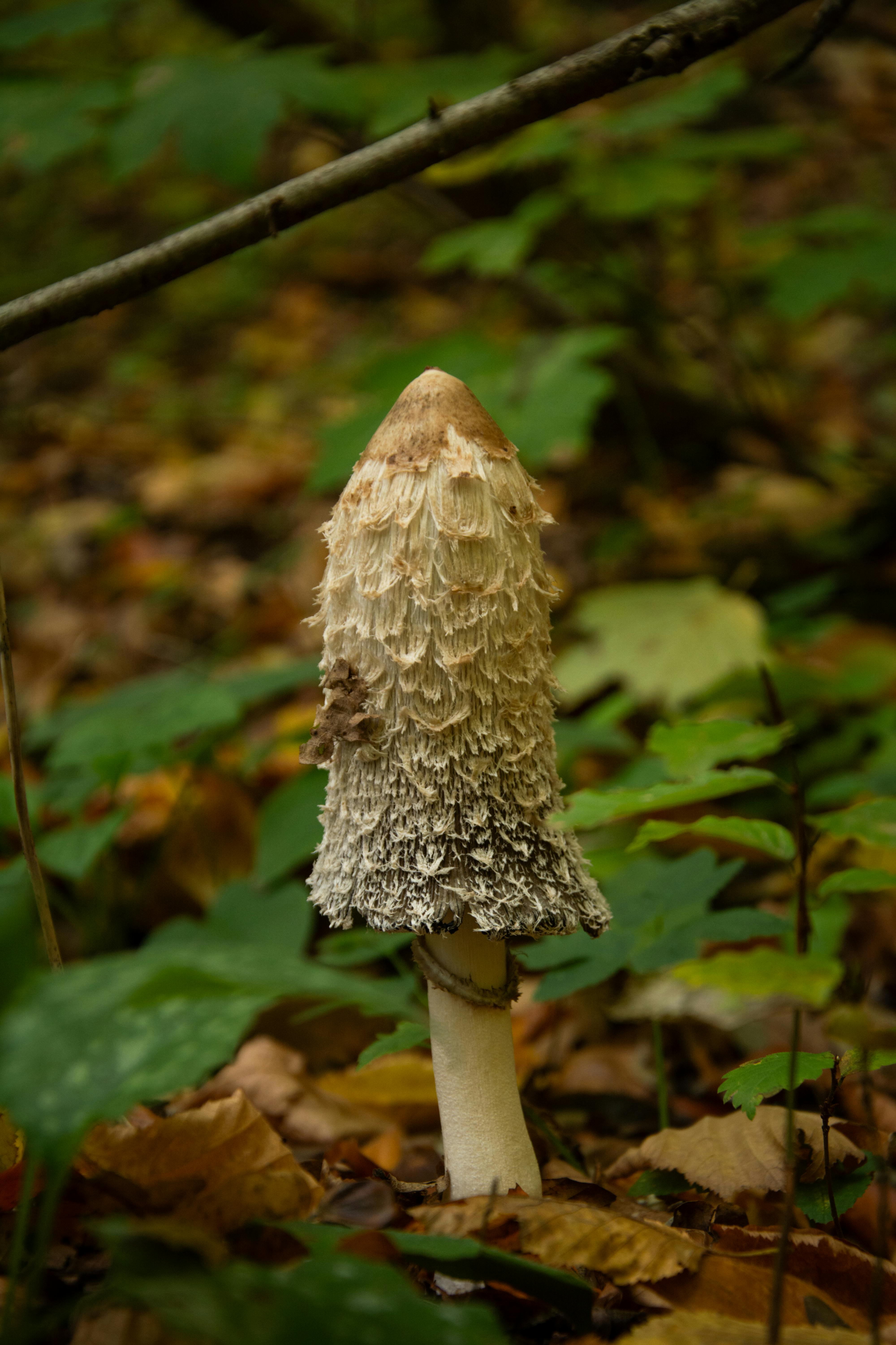 Hongo Peludo Con Sombrero De Tinta En Un Entorno Forestal · Foto de ...