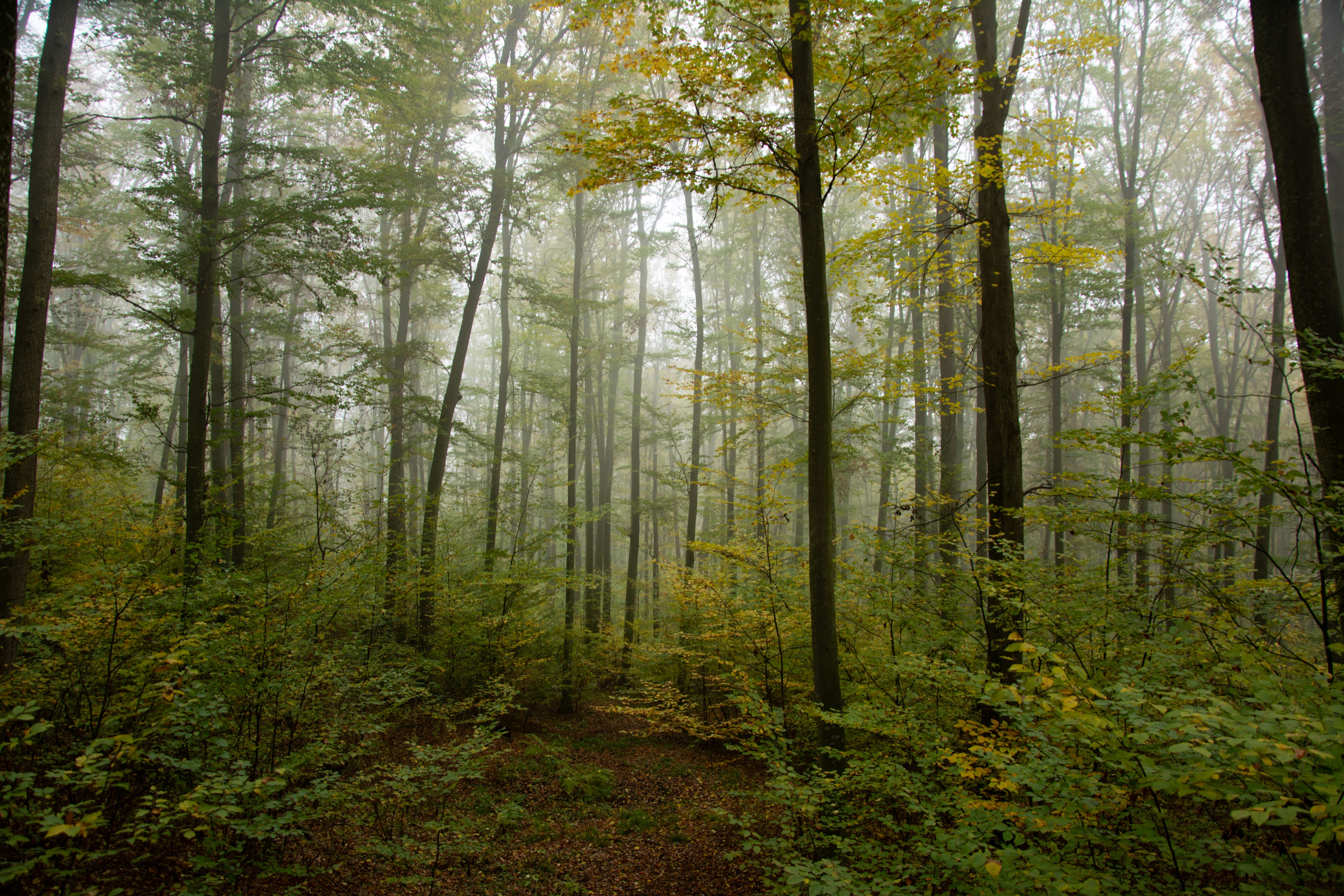Serene Misty Forest in Early Autumn Light · Free Stock Photo