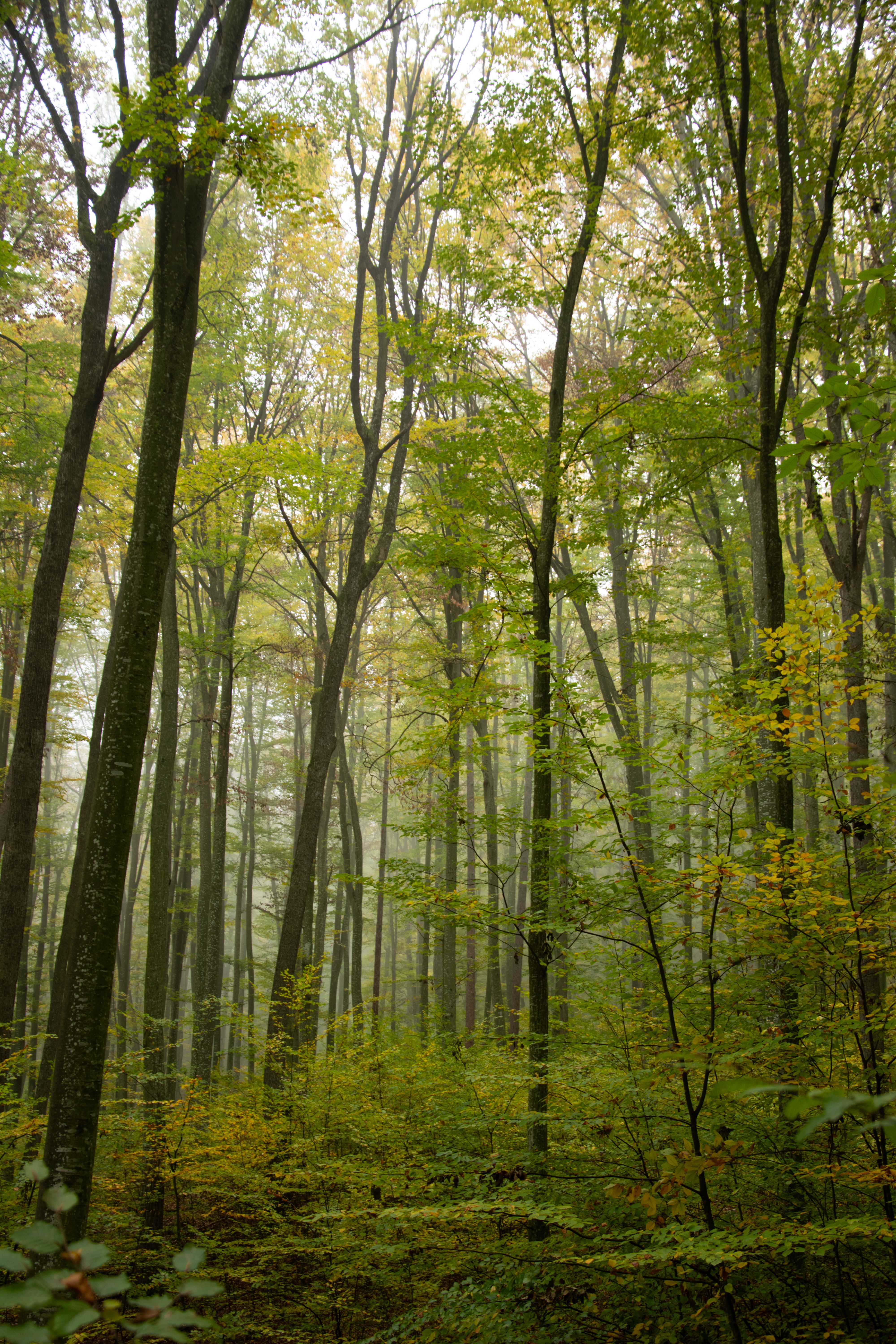 Lush Forest in Misty Autumn Morning · Free Stock Photo