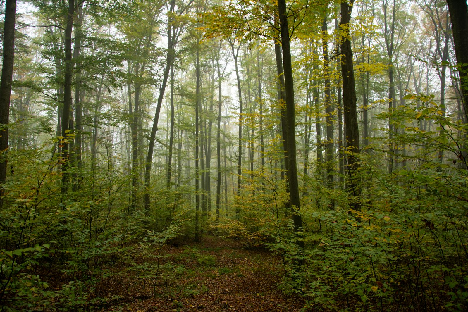 Dense Forest Photos, Download The BEST Free Dense Forest Stock Photos ...