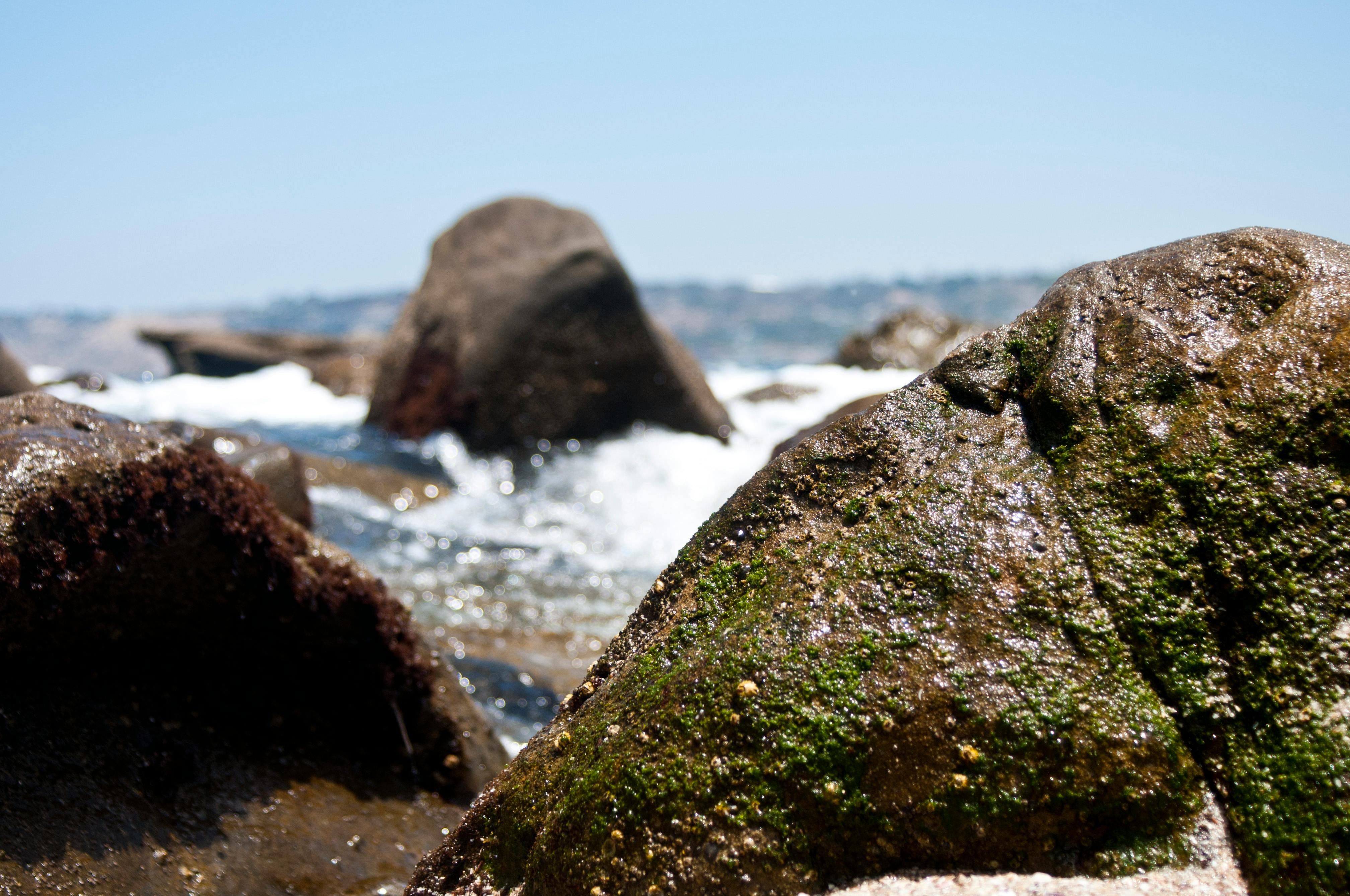 Free stock photo of beach, moss, ocean