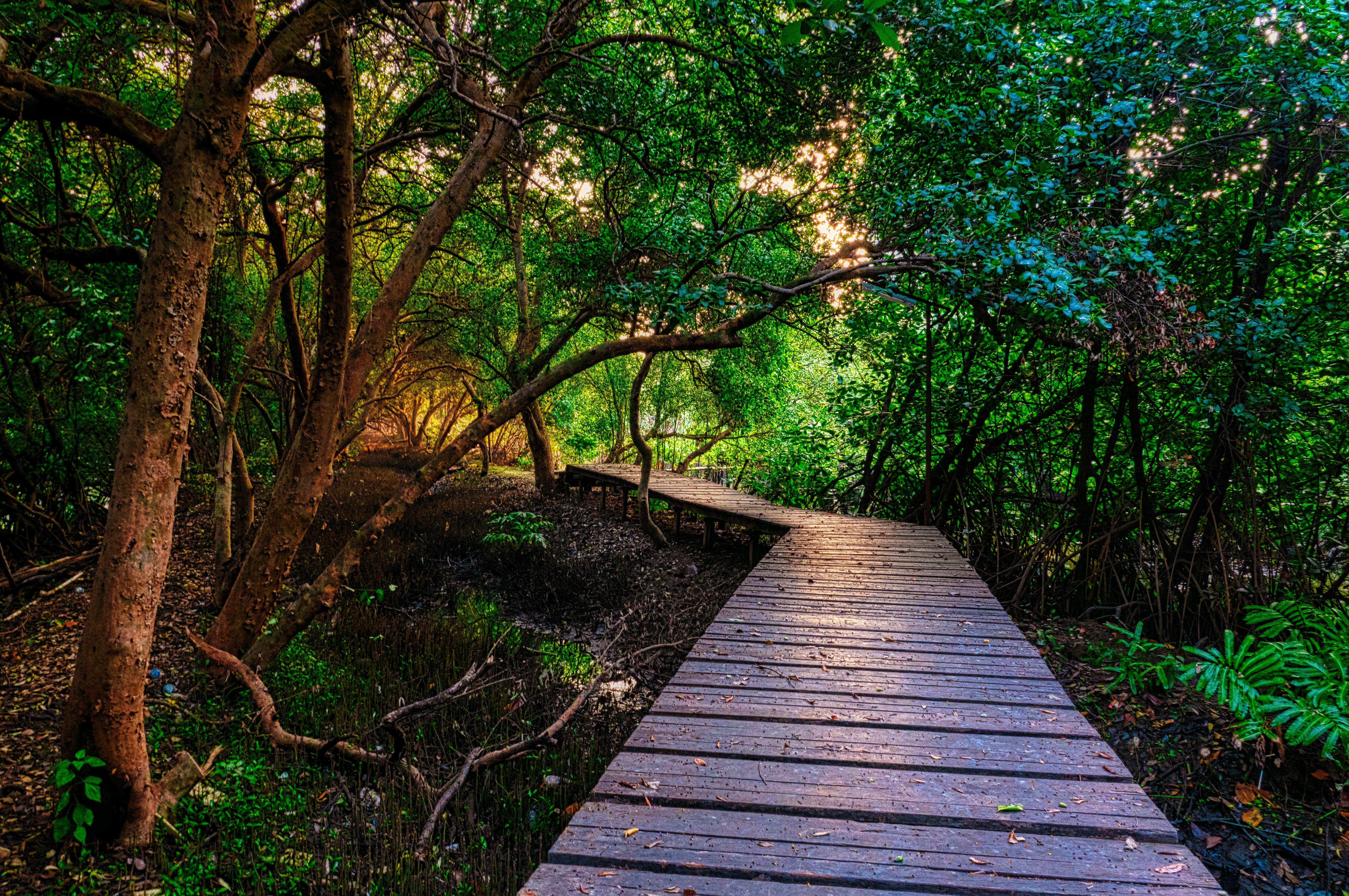 Wooden Pathway Between Green Trees · Free Stock Photo