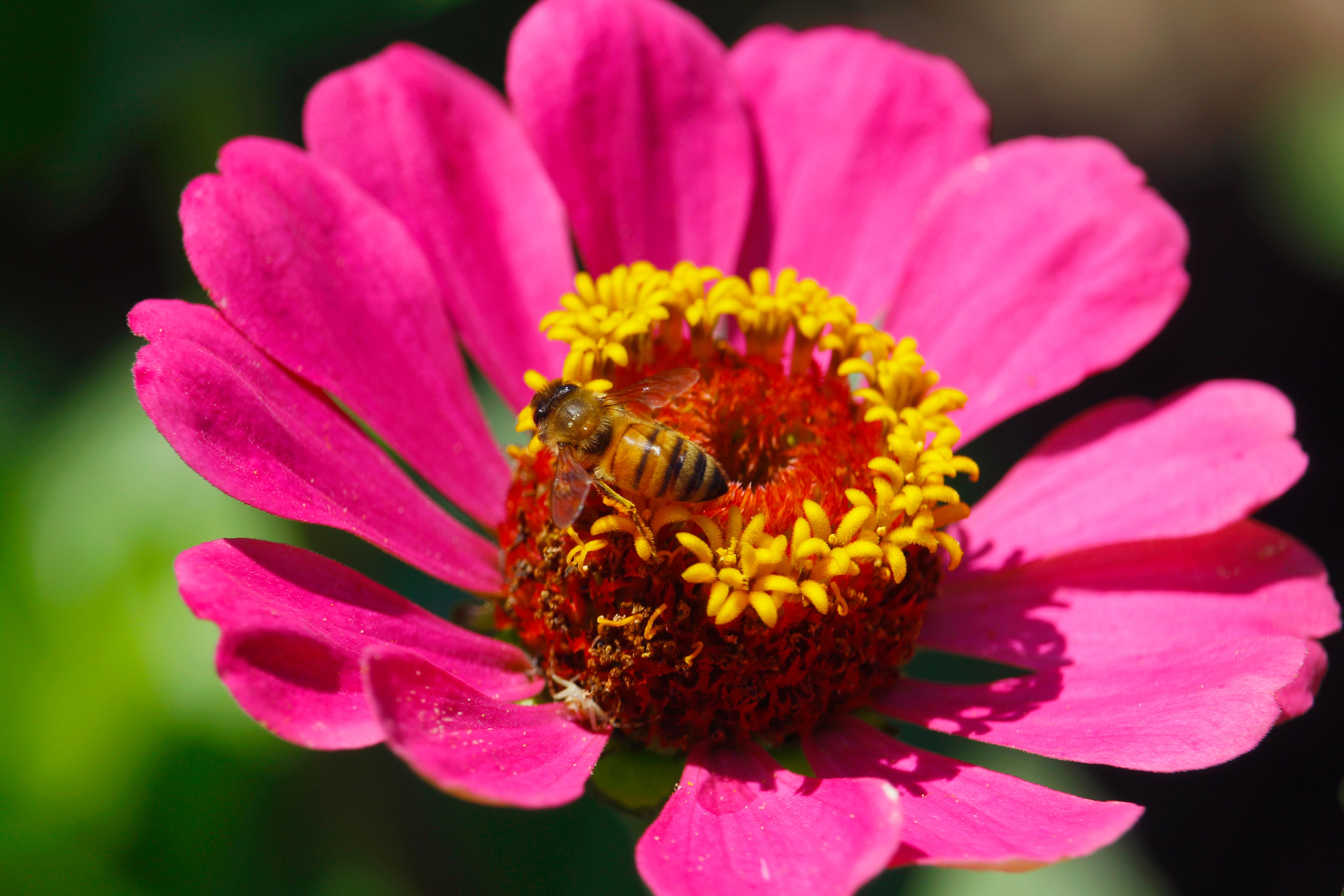 Macro Photography of Bee on a Flower · Free Stock Photo