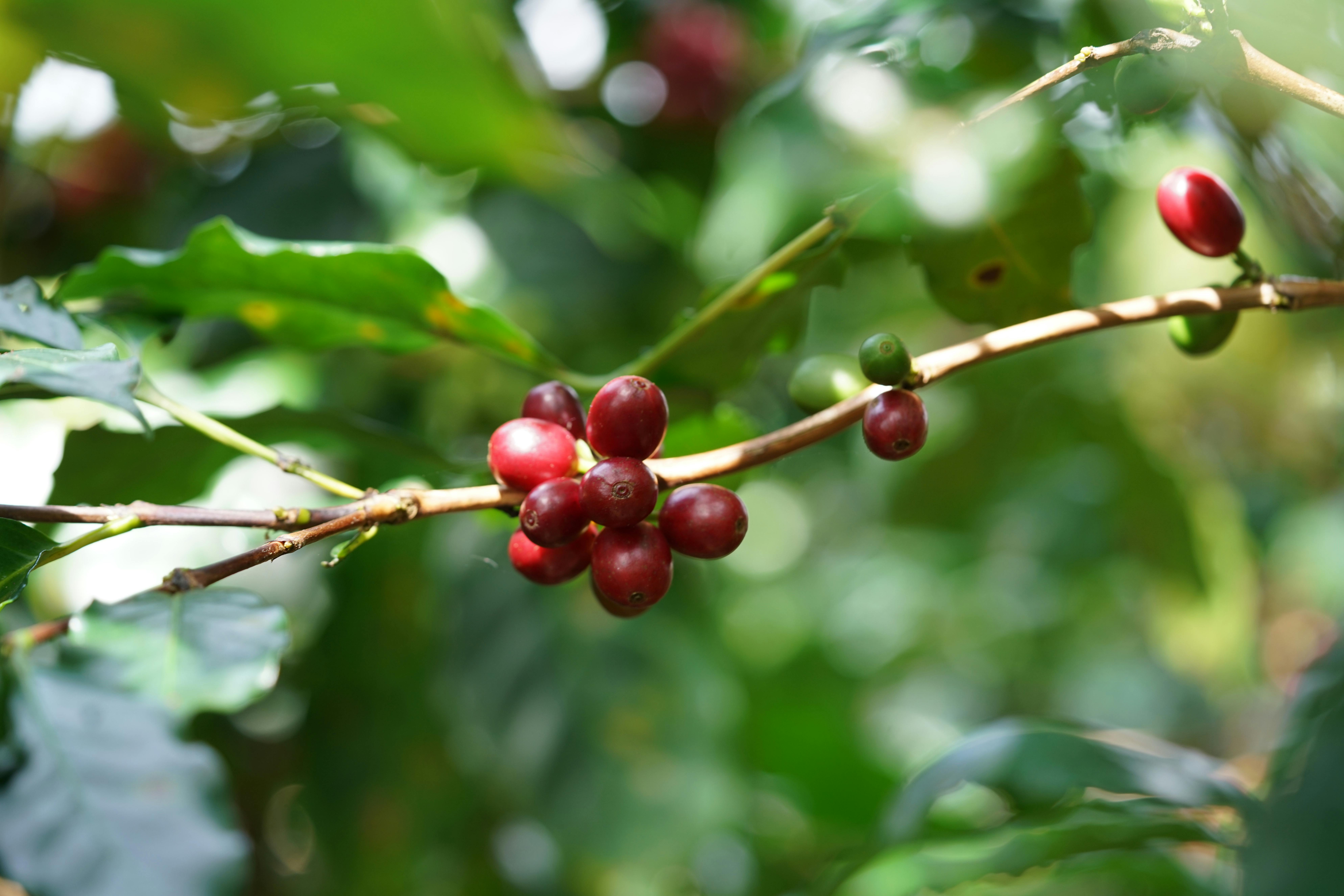Red Ripe Arabica Coffee Cherries on a Branch · Free Stock Photo