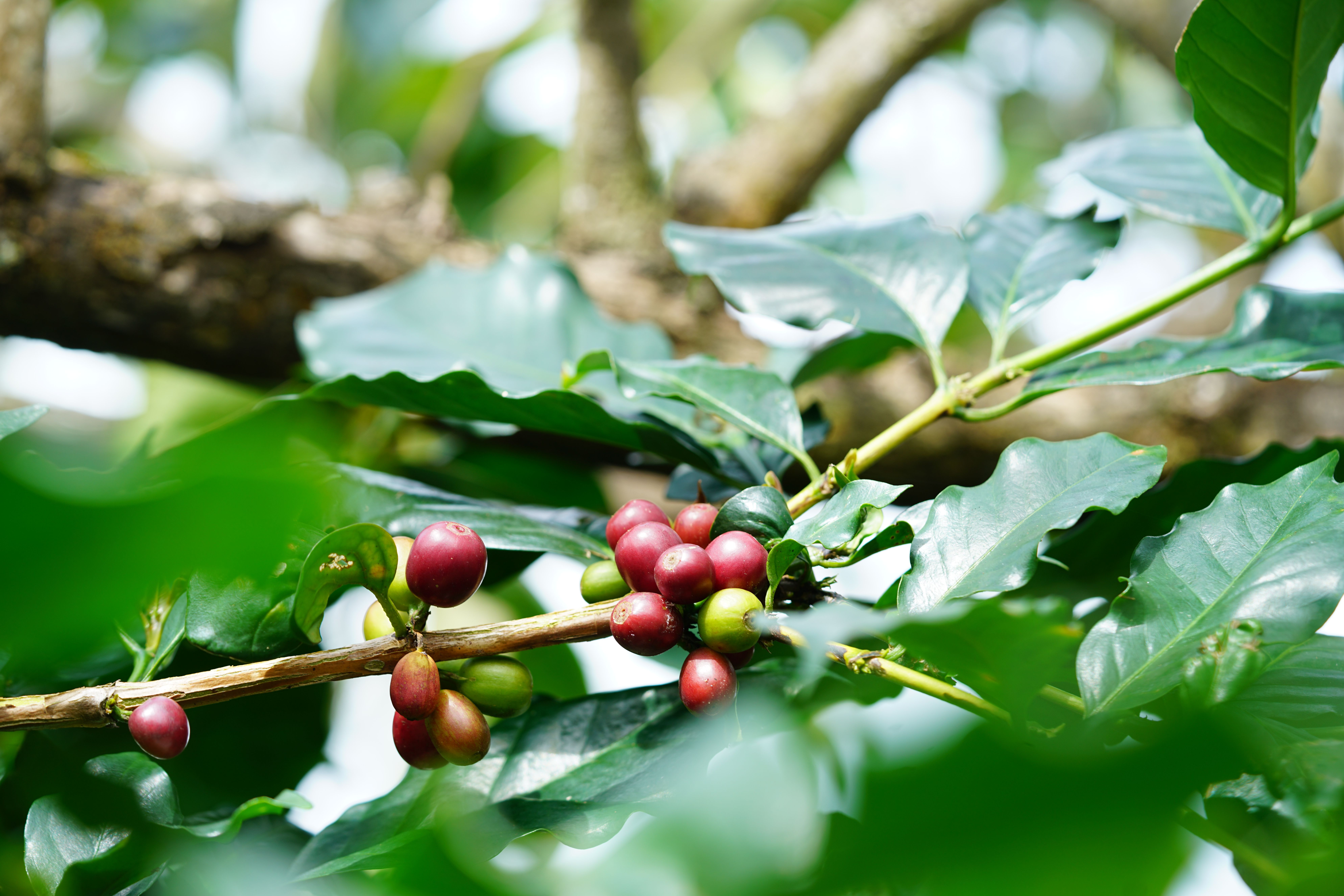 Ceri Kopi Matang Di Pohon Arabika Di đà Lạt · Foto Stok Gratis