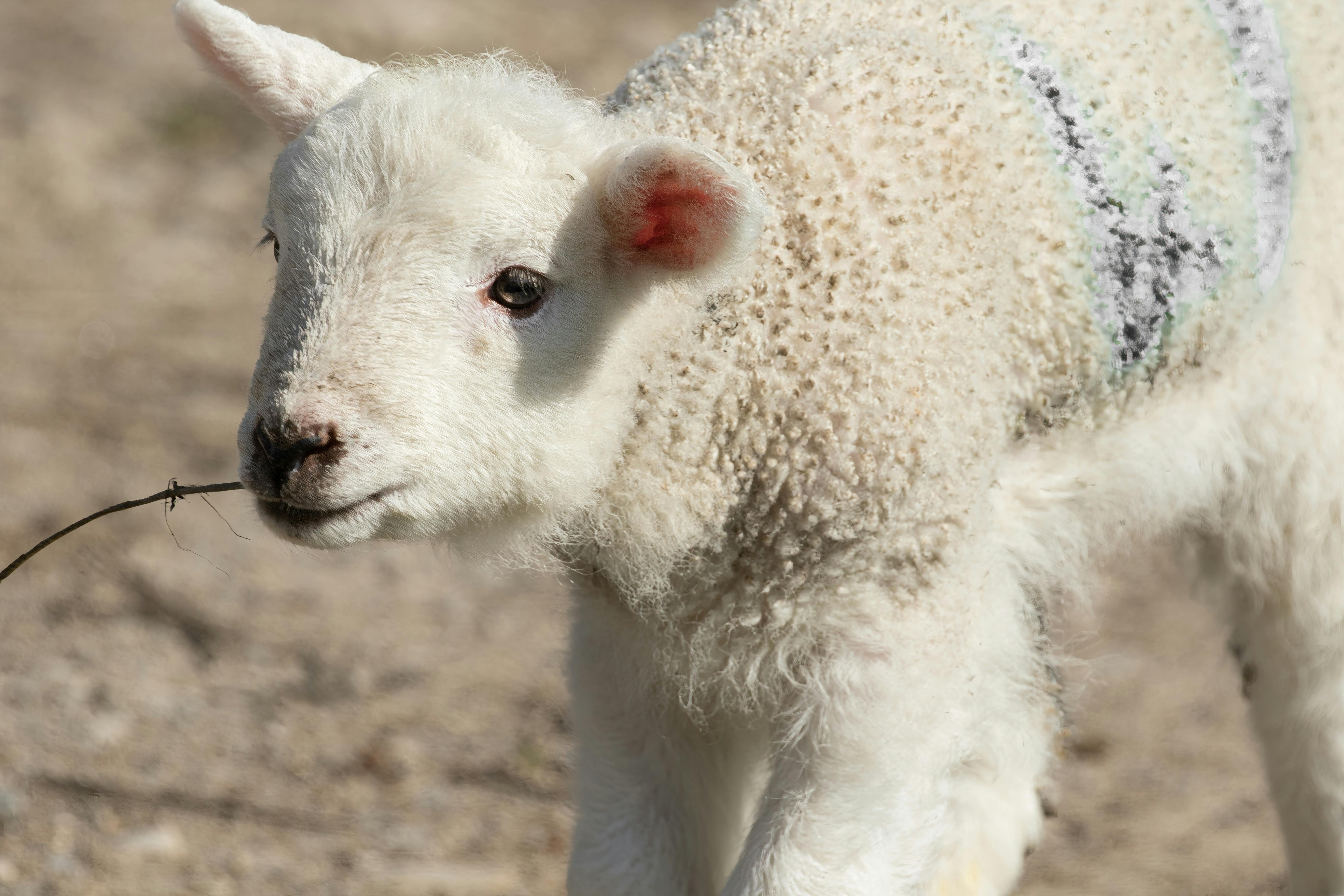 Looking Photos, Download The BEST Free Looking Stock Photos & HD Images