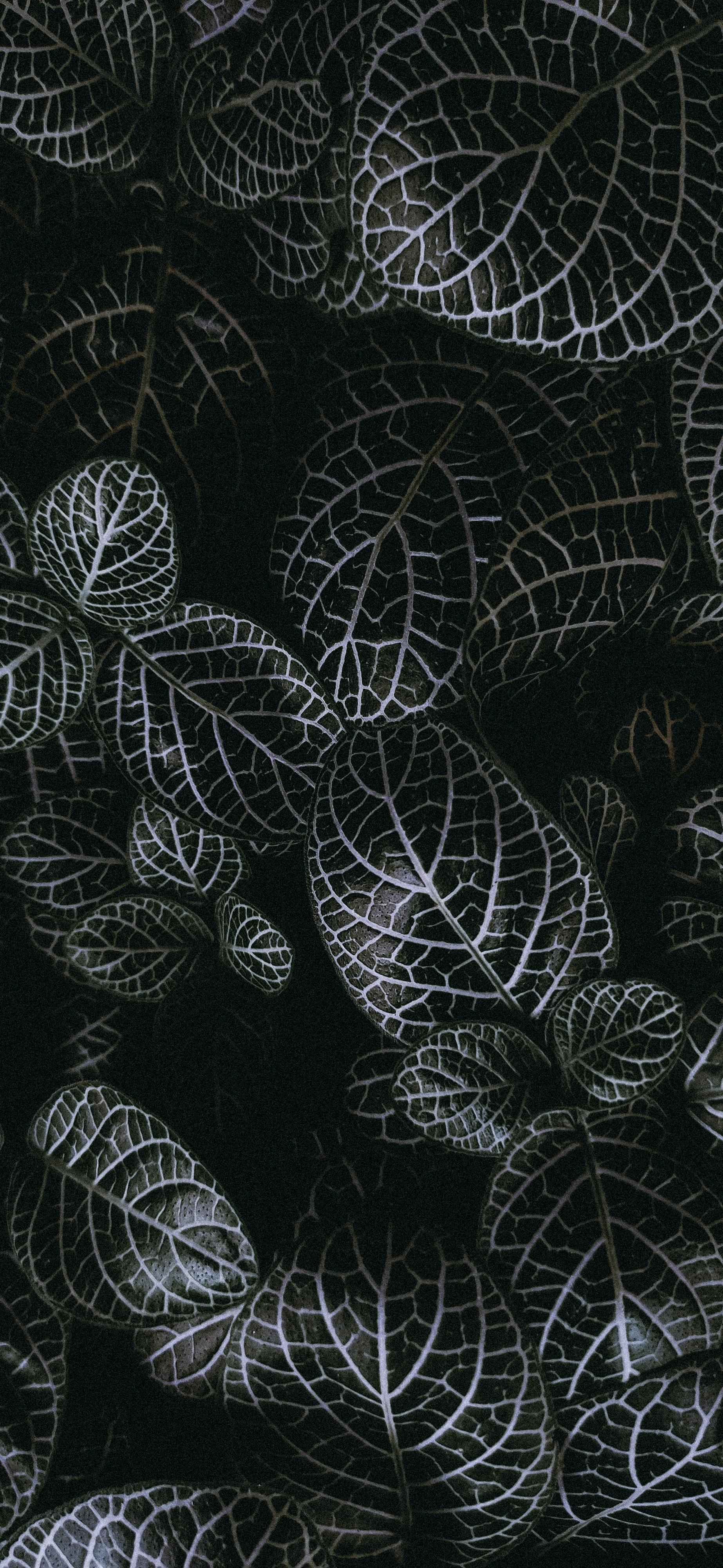 Dark Leaf Pattern with Intricate Veins Texture · Free Stock Photo