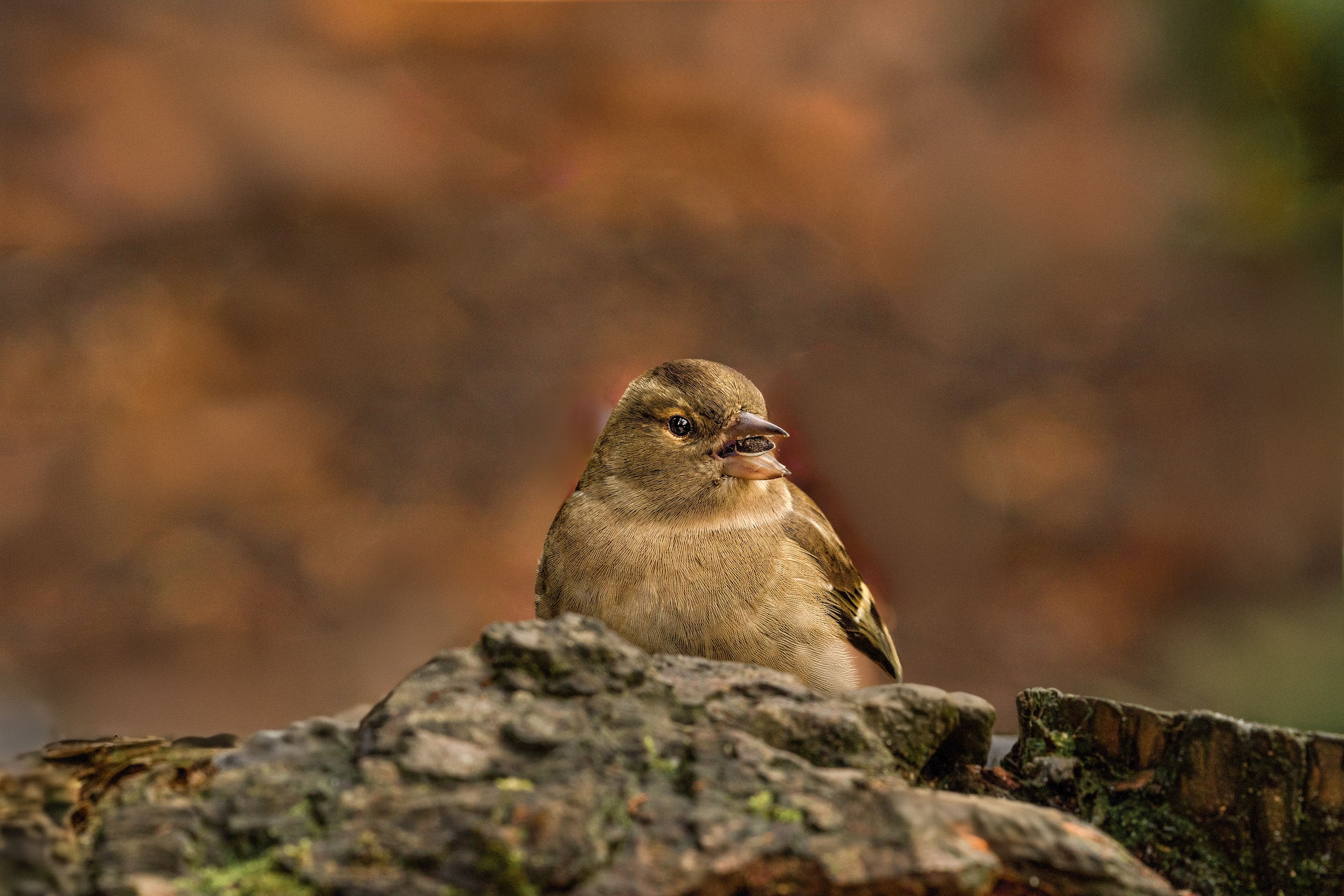 Wild Nature Photography Photos, Download The BEST Free Wild Nature ...