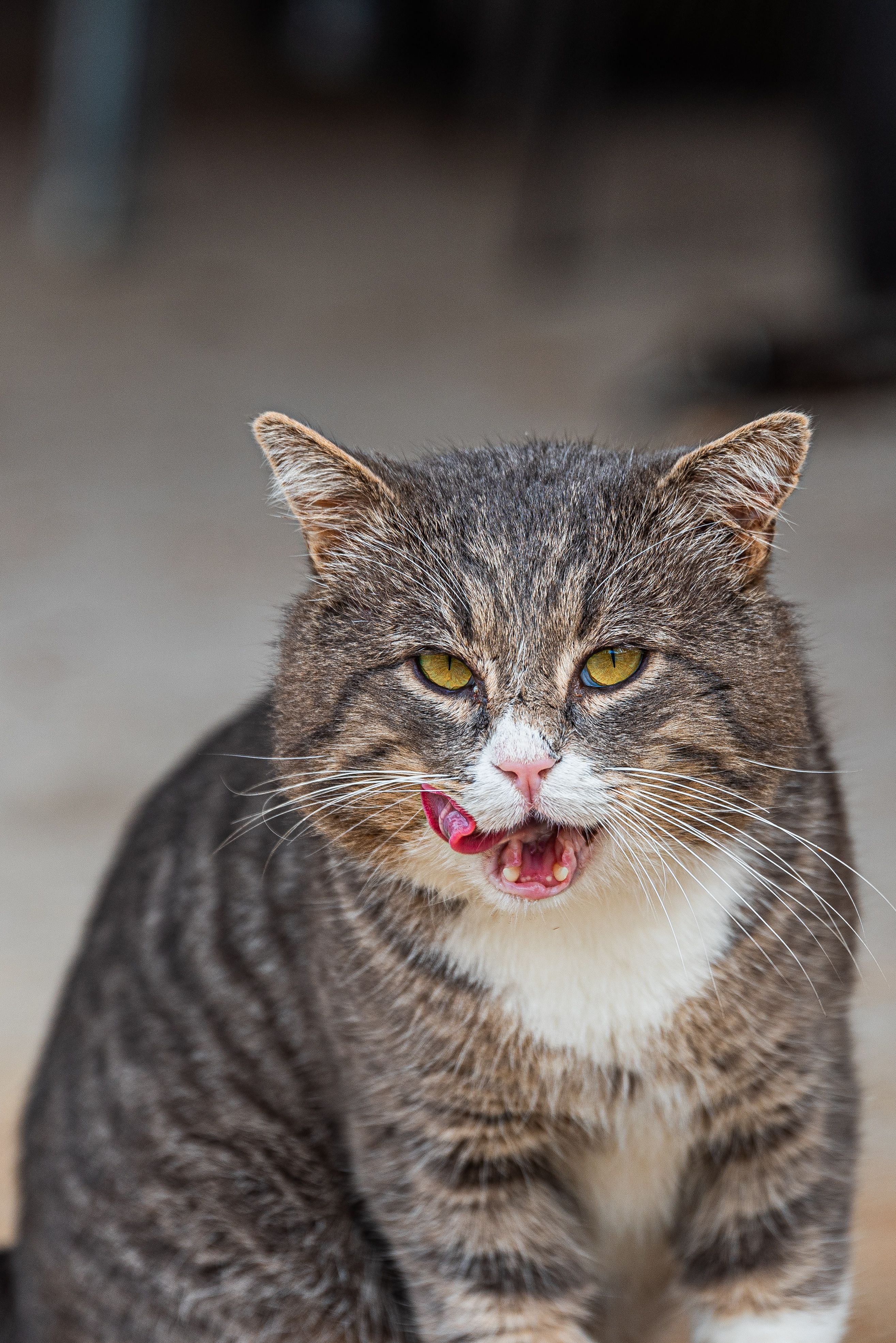 Close-up of a Domestic Cat Licking Lips · Free Stock Photo