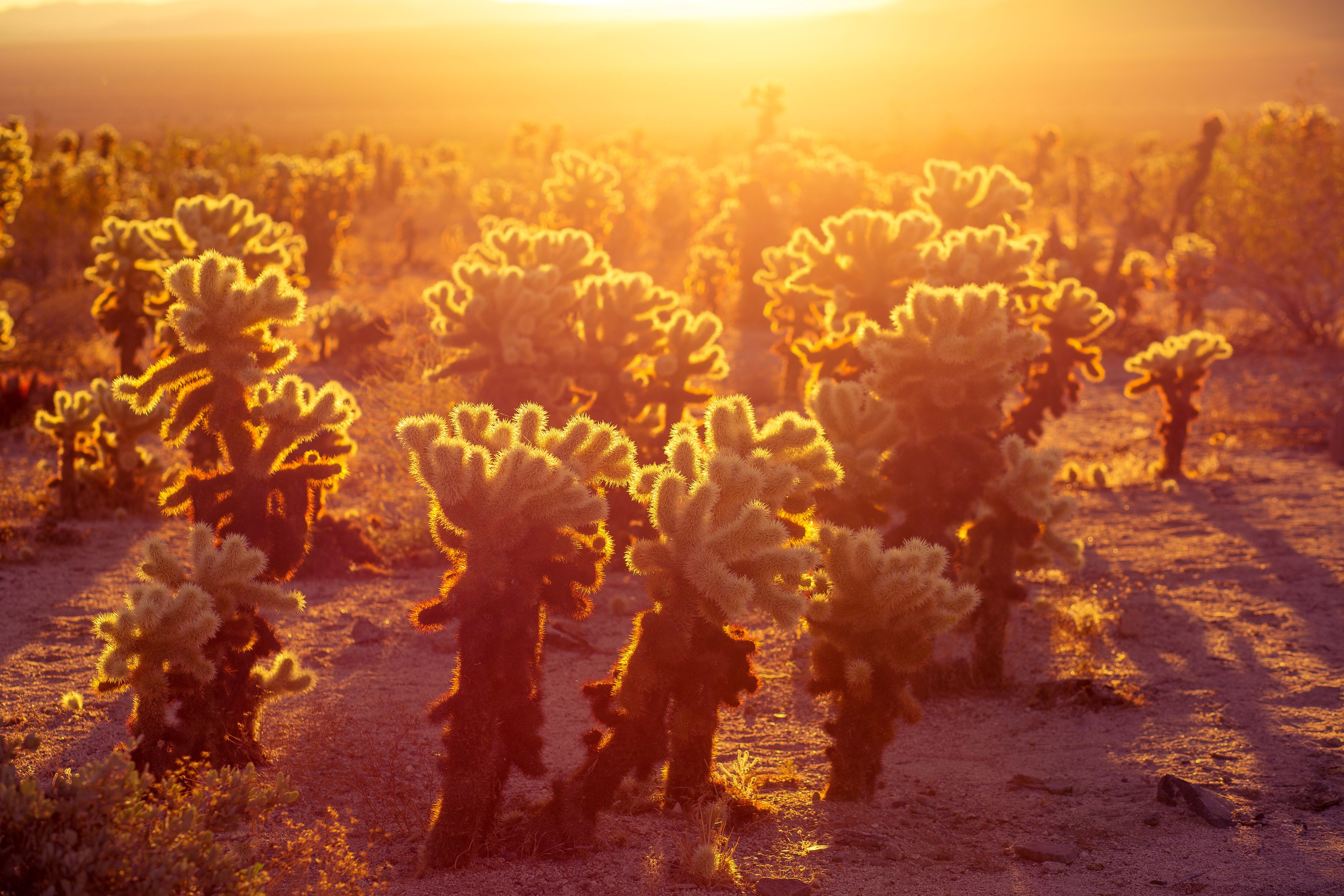 Golden Hour in Joshua Tree National Park · Free Stock Photo