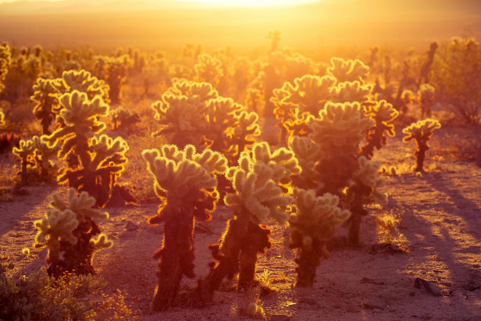 Joshua Tree Photos, Download The BEST Free Joshua Tree Stock Photos ...