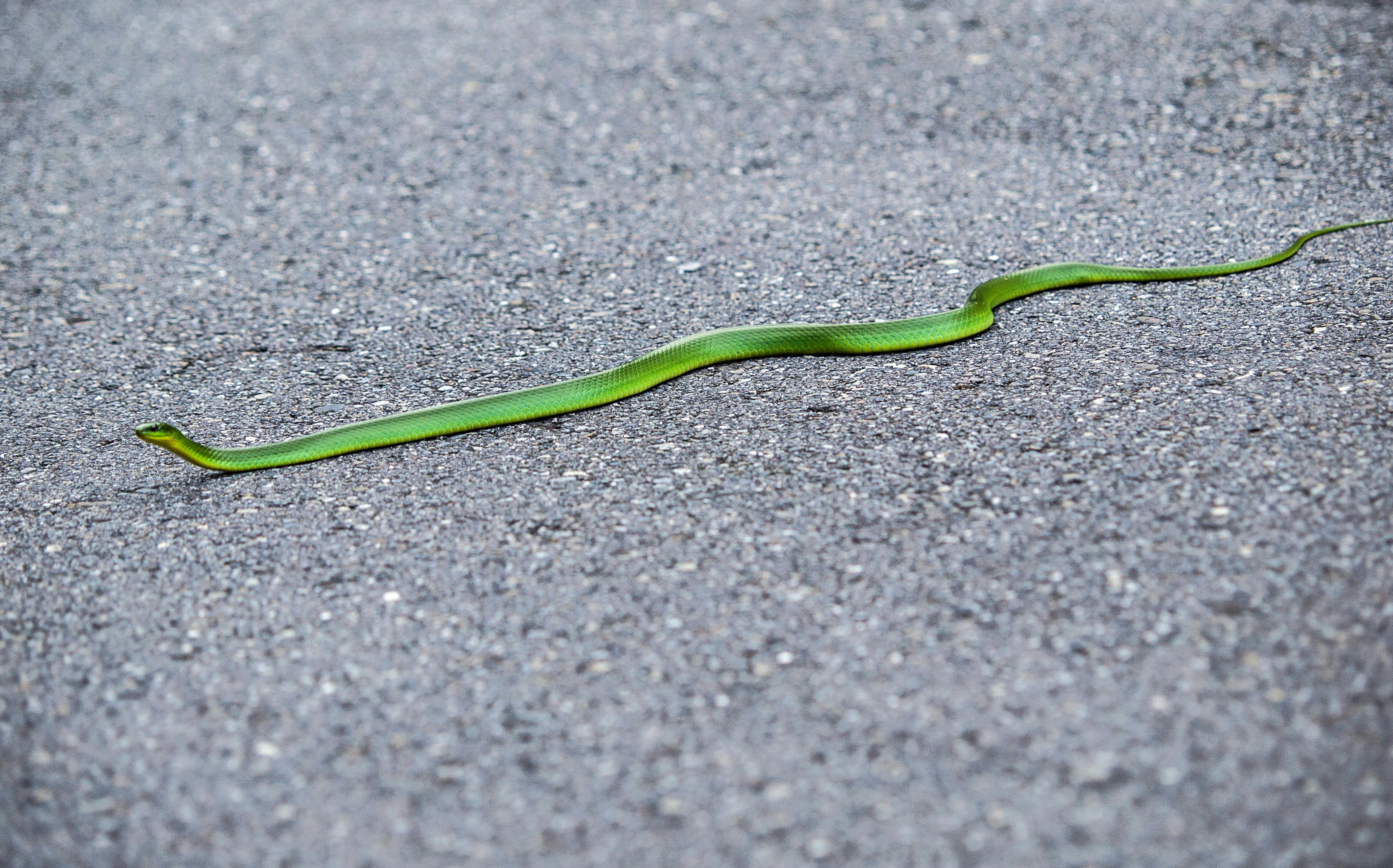 8k Animal Snake Photos, Download The BEST Free 8k Animal Snake Stock ...