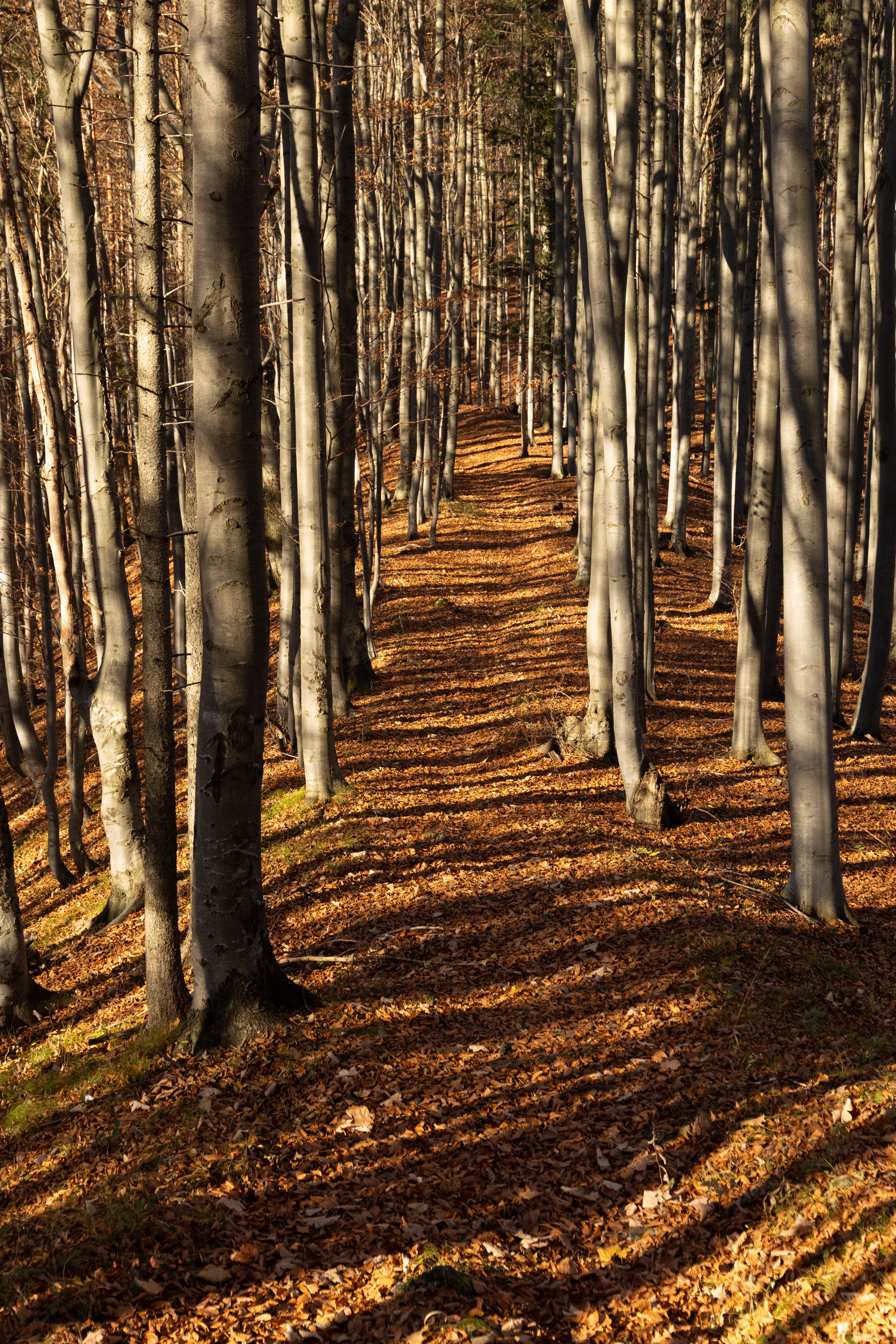 Serene Autumn Forest Path with Long Shadows · Free Stock Photo