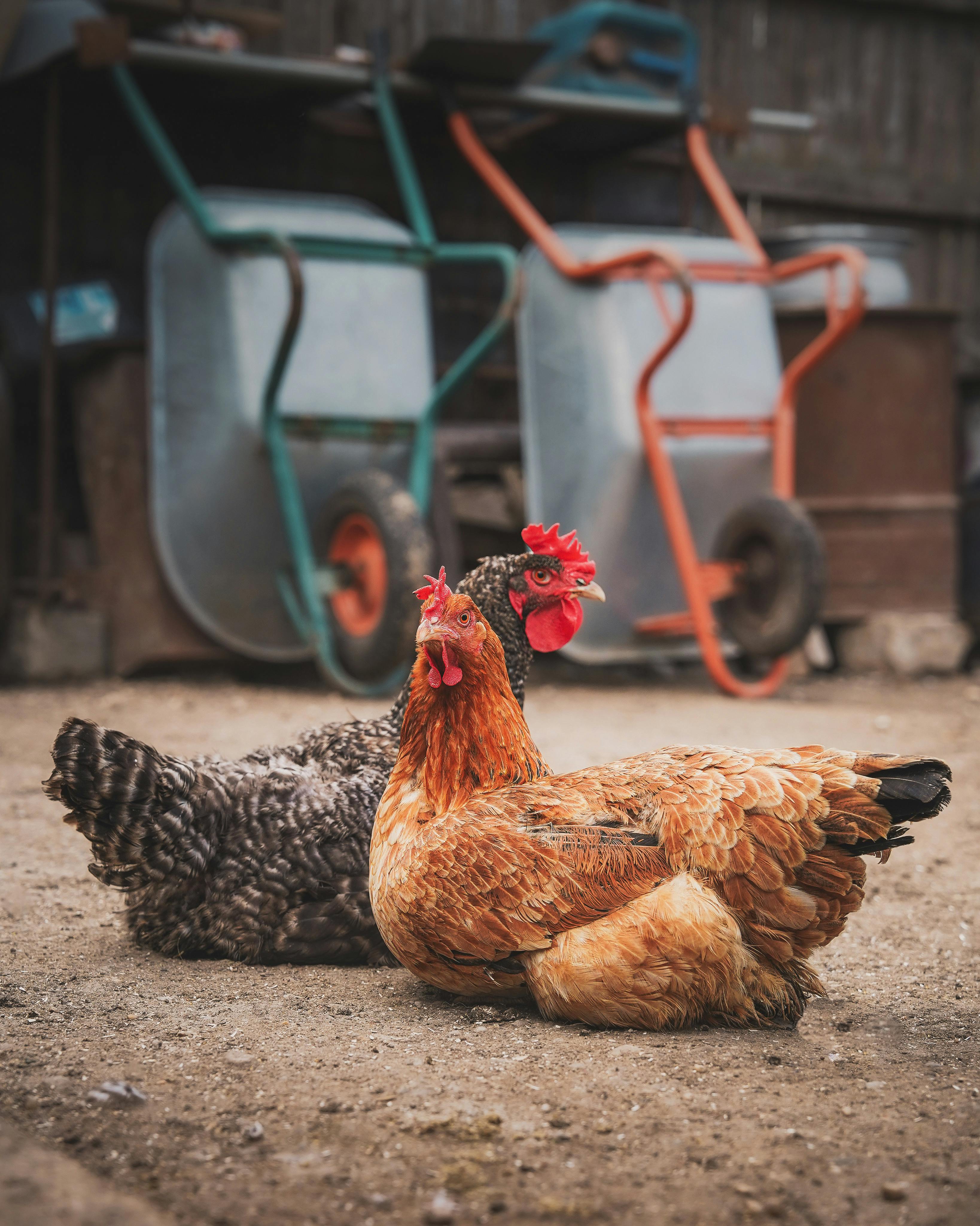 Chicken Negresco Photos, Download The BEST Free Chicken Negresco Stock ...