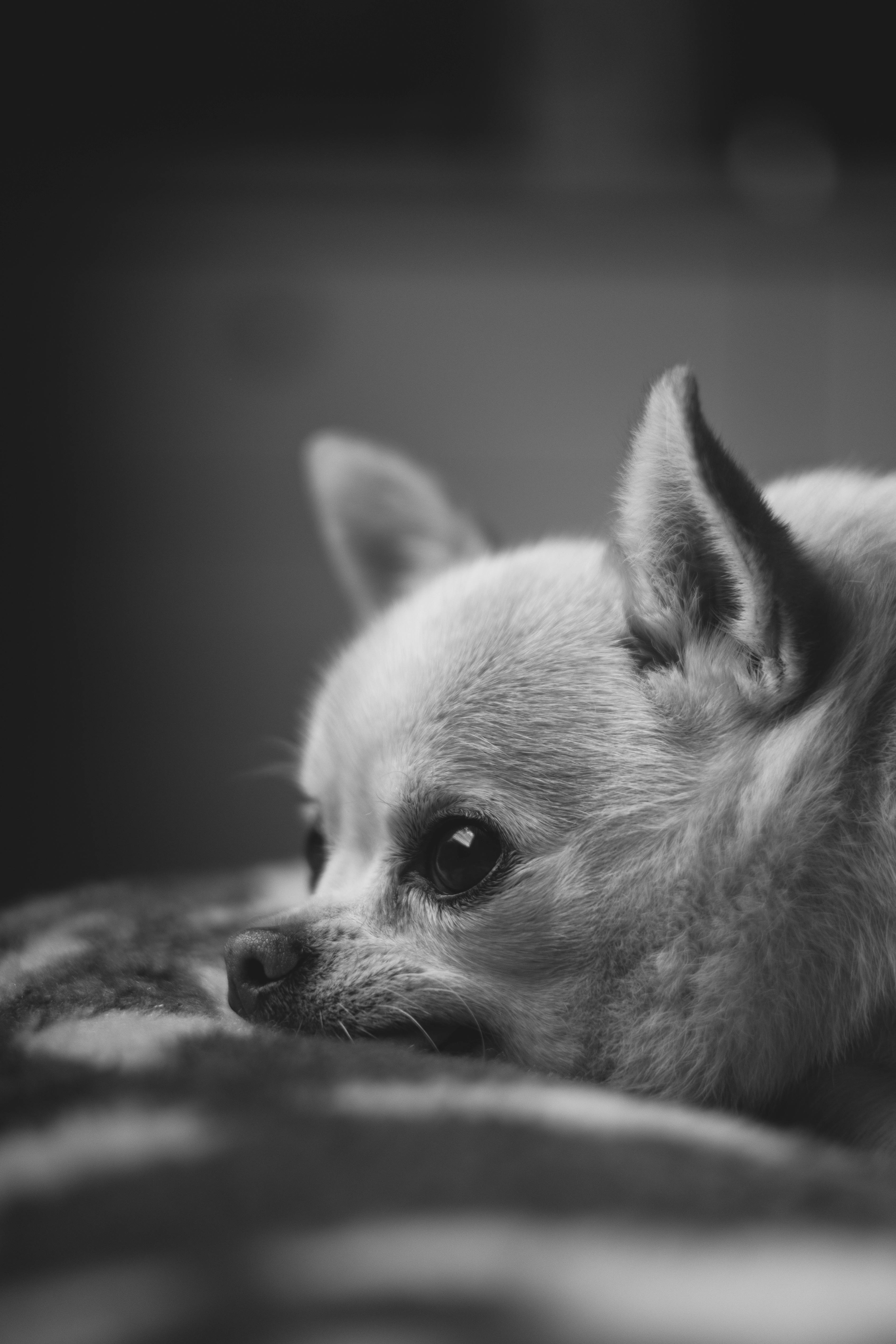 Dog+Pitchers Photos, Download The BEST Free Dog+Pitchers Stock Photos ...