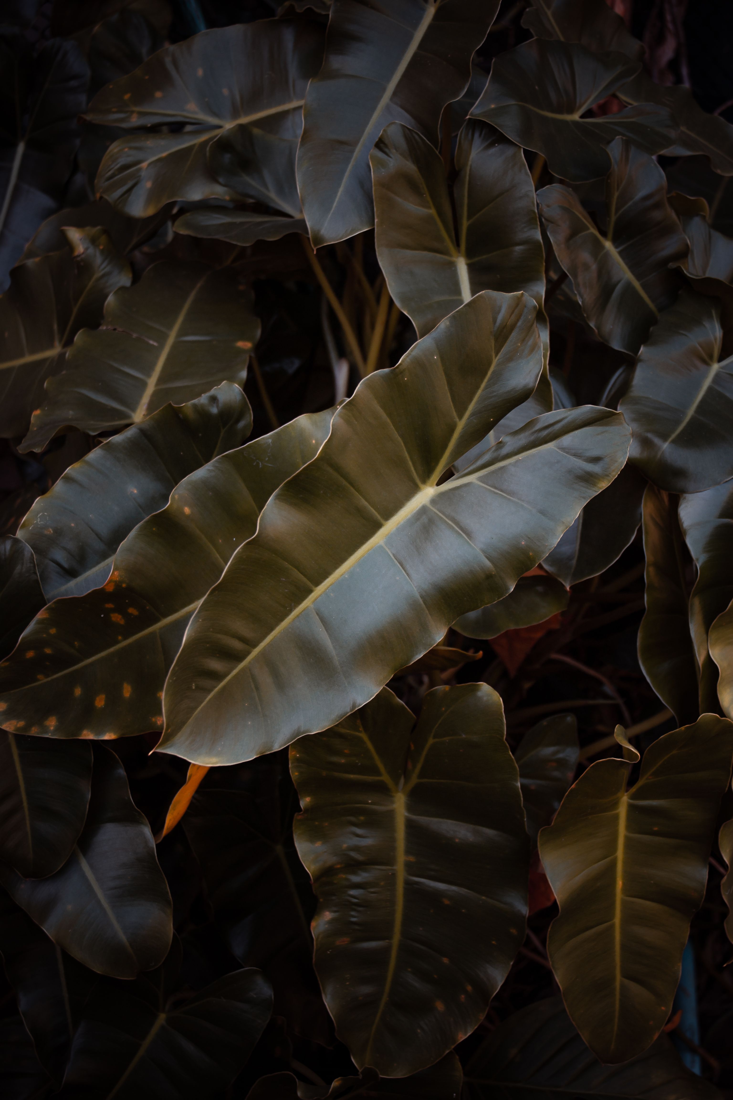 Green Texture Photos, Download The BEST Free Green Texture Stock Photos ...