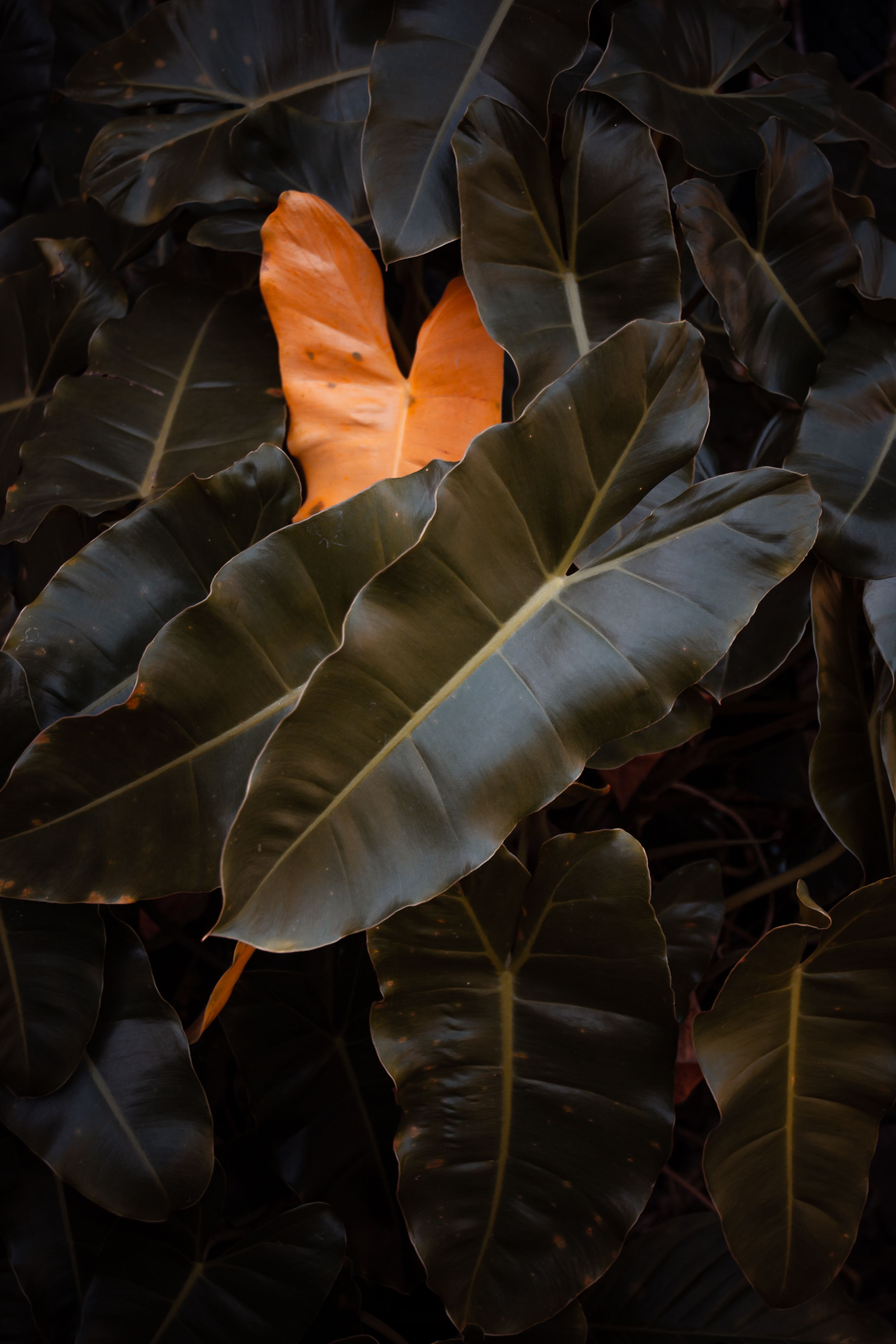 Tropical Foliage Close-up in Venezuelan Garden · Free Stock Photo