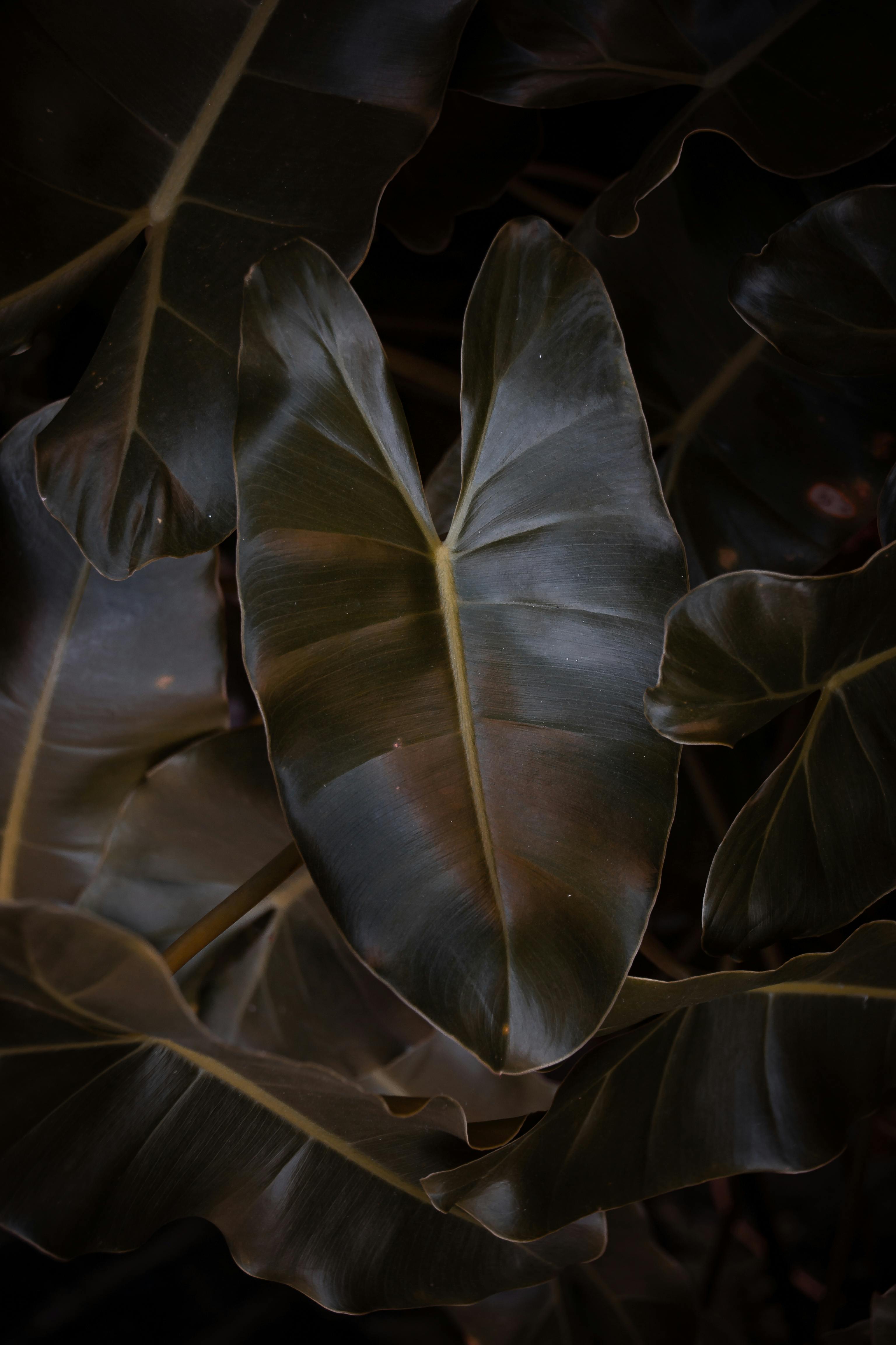 Close-up of Dark Monstera Leaves in Venezuela · Free Stock Photo