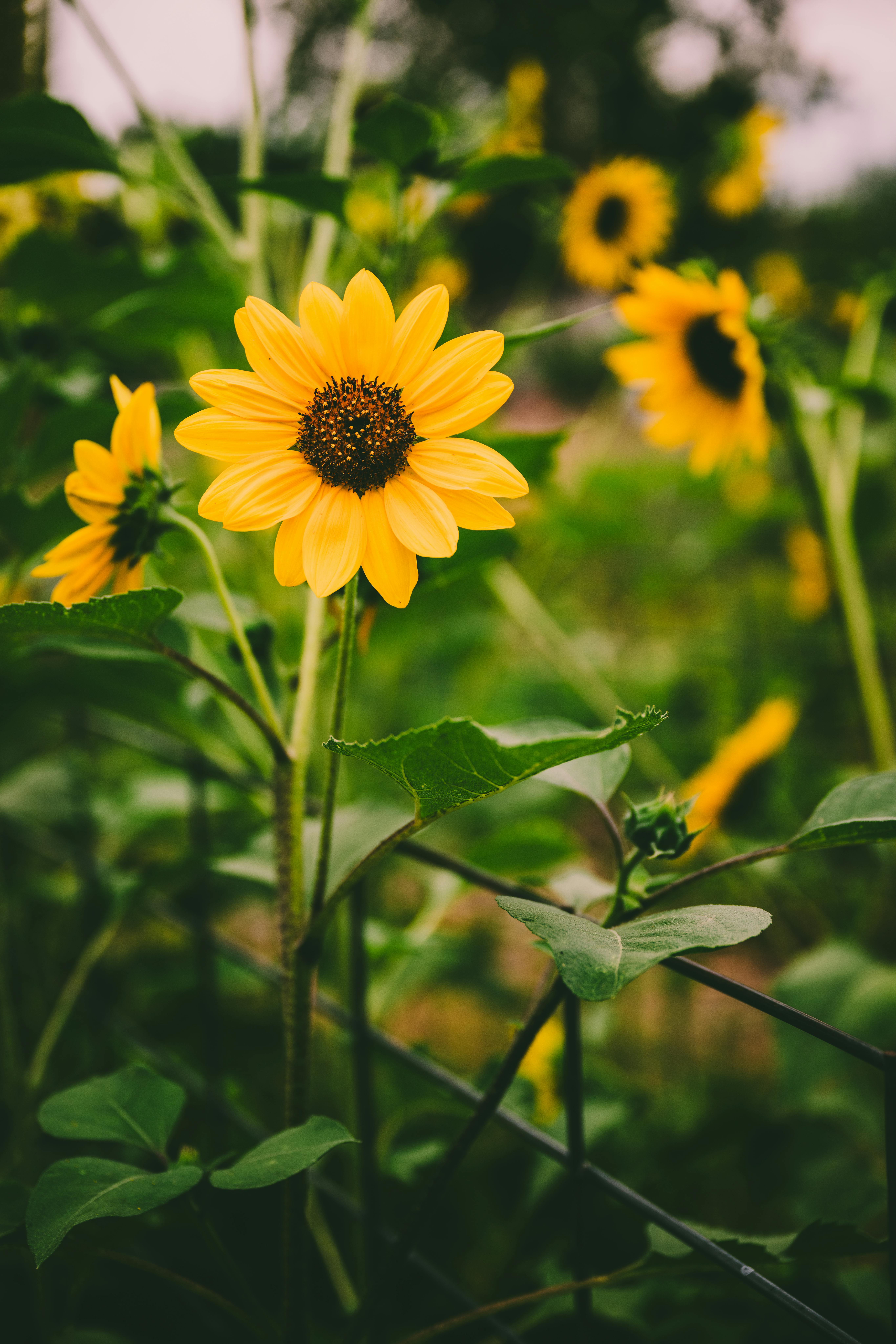 Bright Sunflower Bloom in Natural Garden Setting · Free Stock Photo