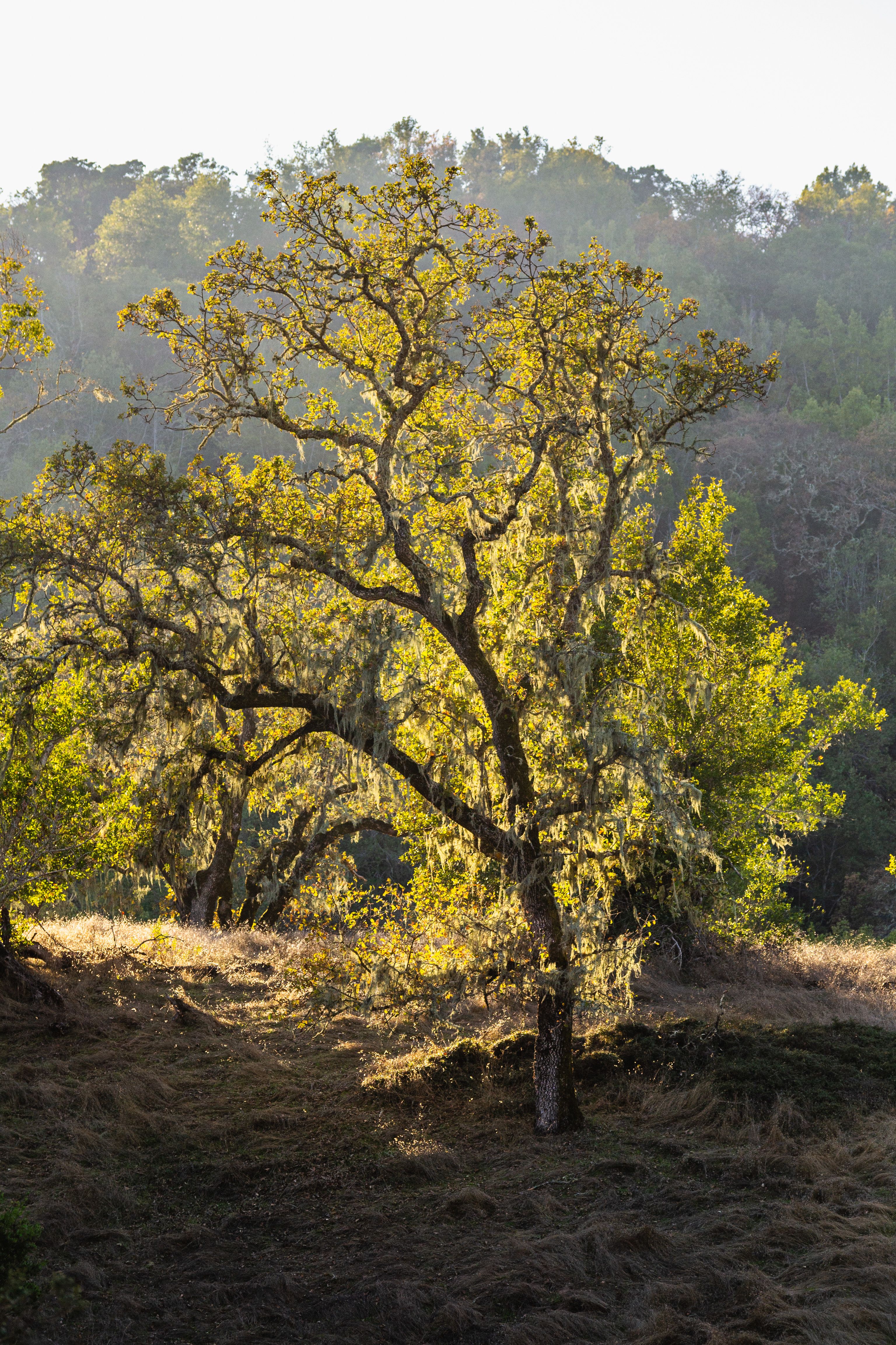 Quercus Trees Photos, Download The BEST Free Quercus Trees Stock Photos ...