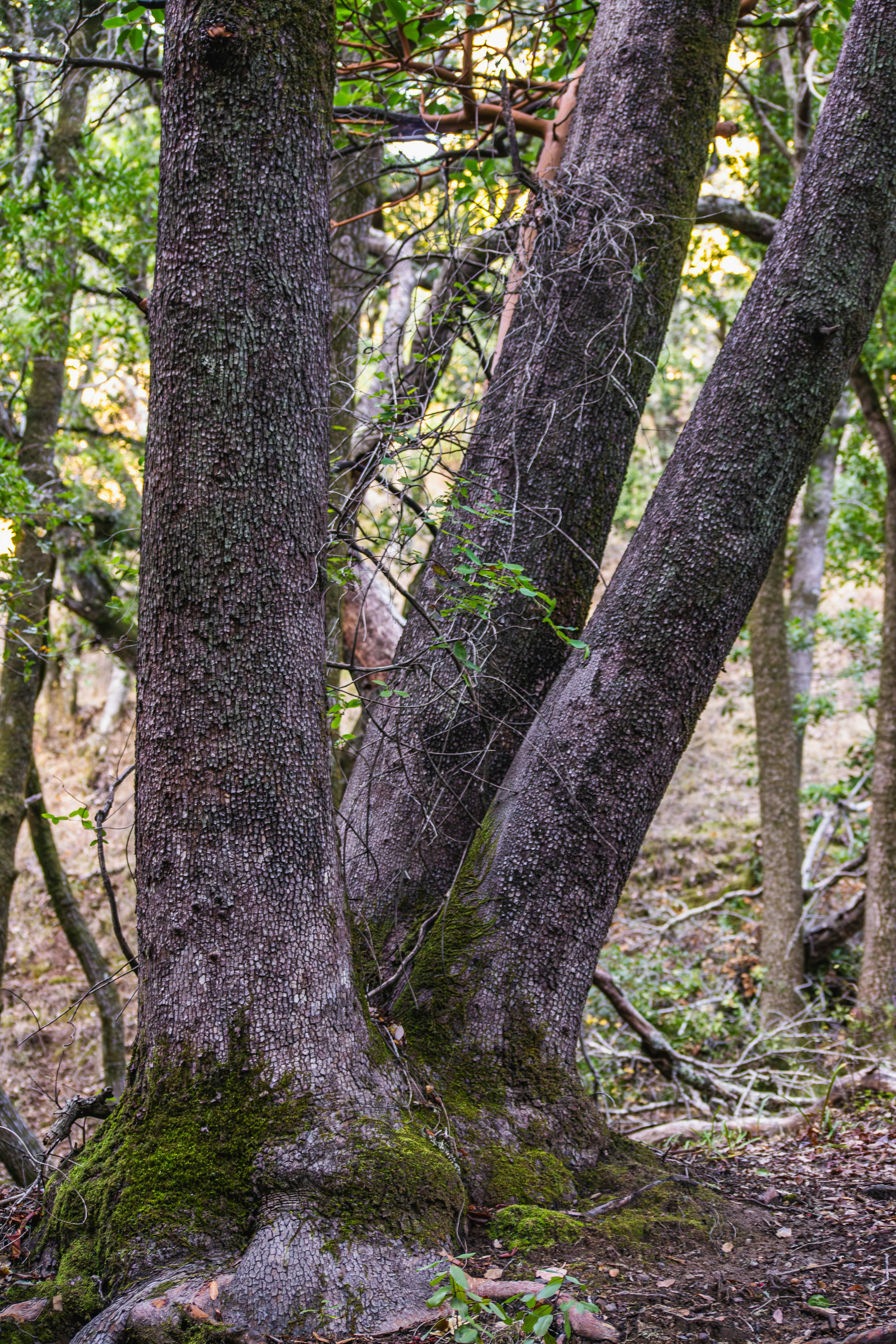 Pohon Pohon Hutan Yang Megah Di Hutan Yang Rimbun · Foto Stok Gratis
