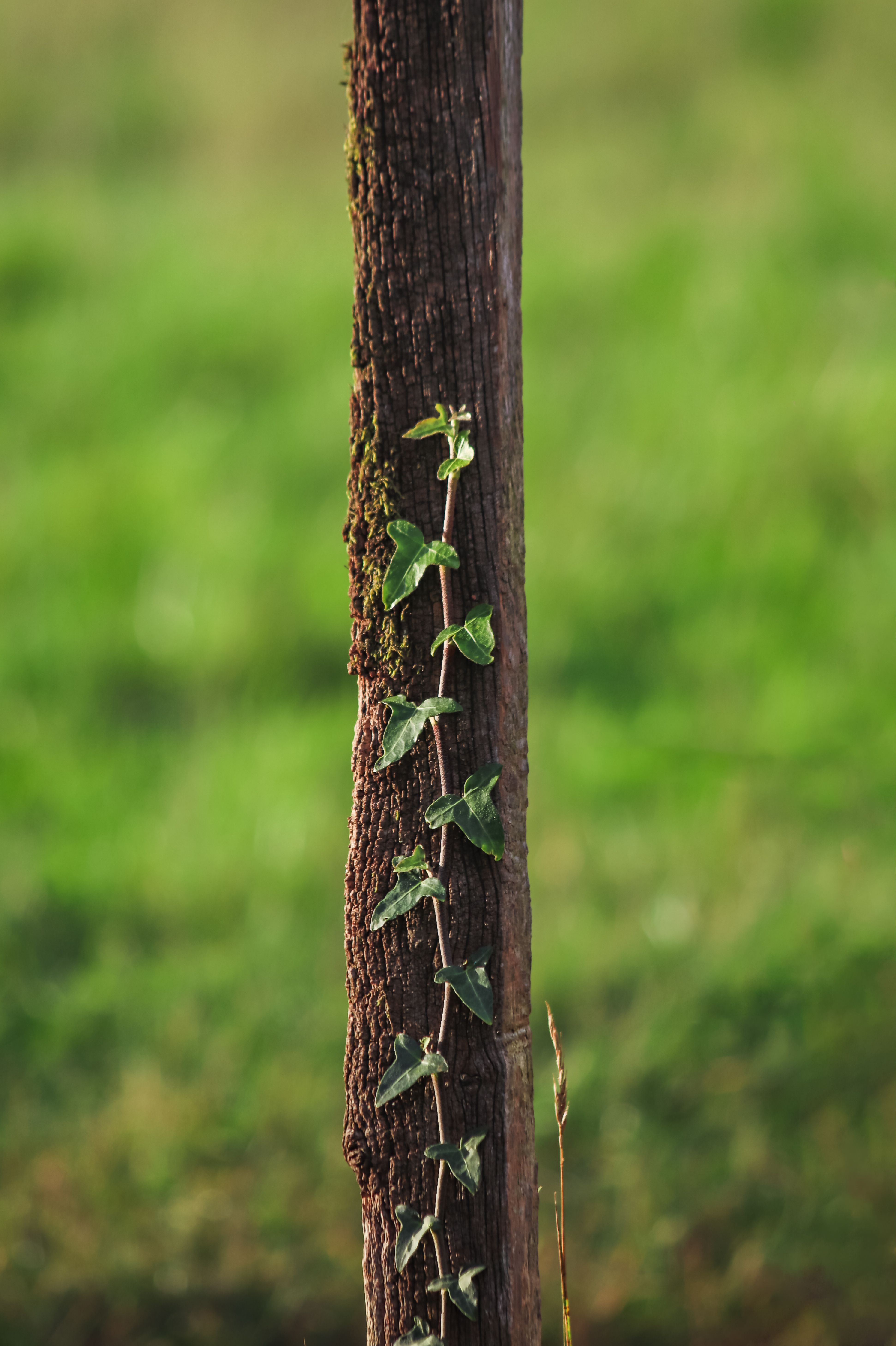 Close-up of Ivy Growing on Wooden Post · Free Stock Photo