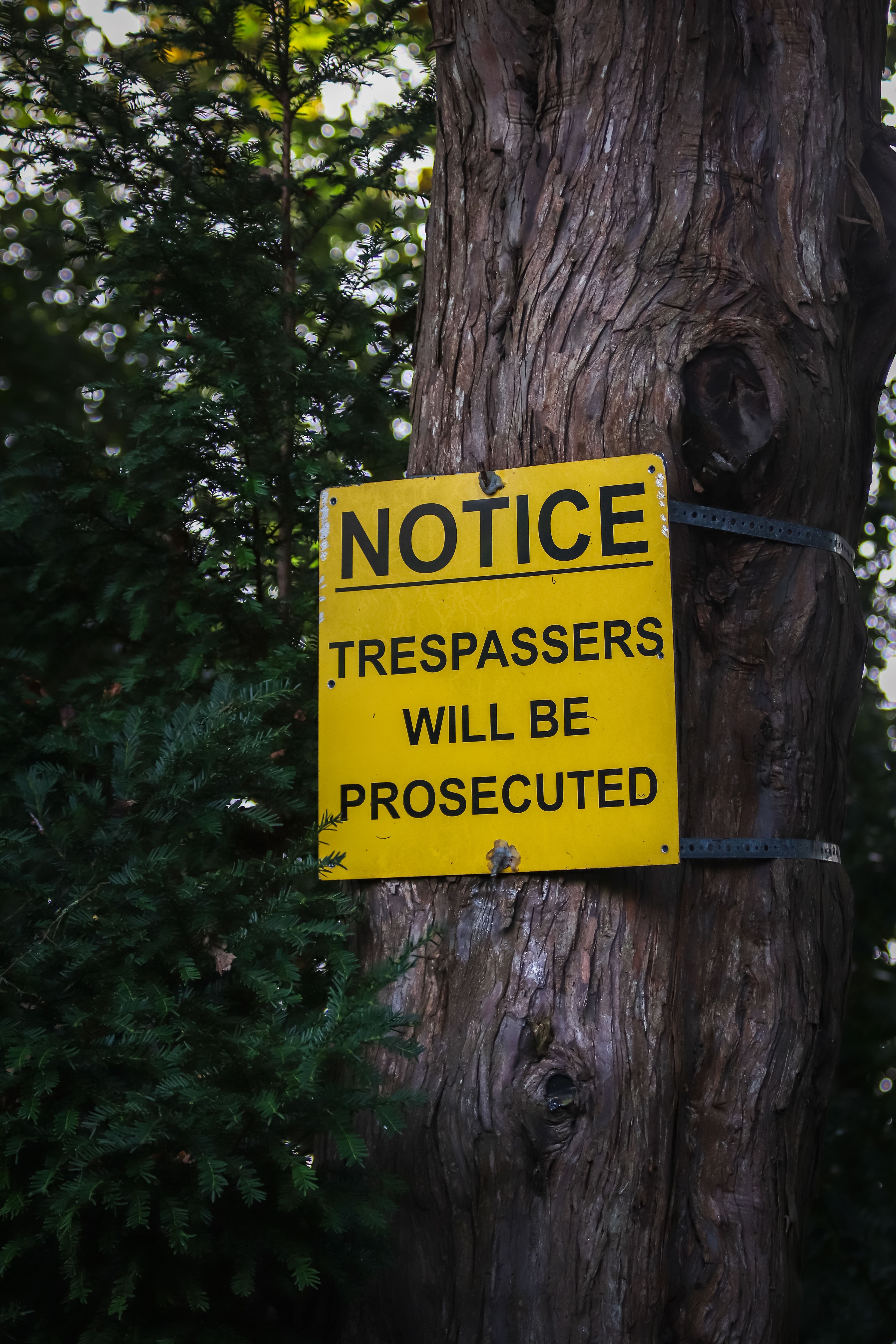 Notice Sign on Tree in Forest Warning Trespassers · Free Stock Photo