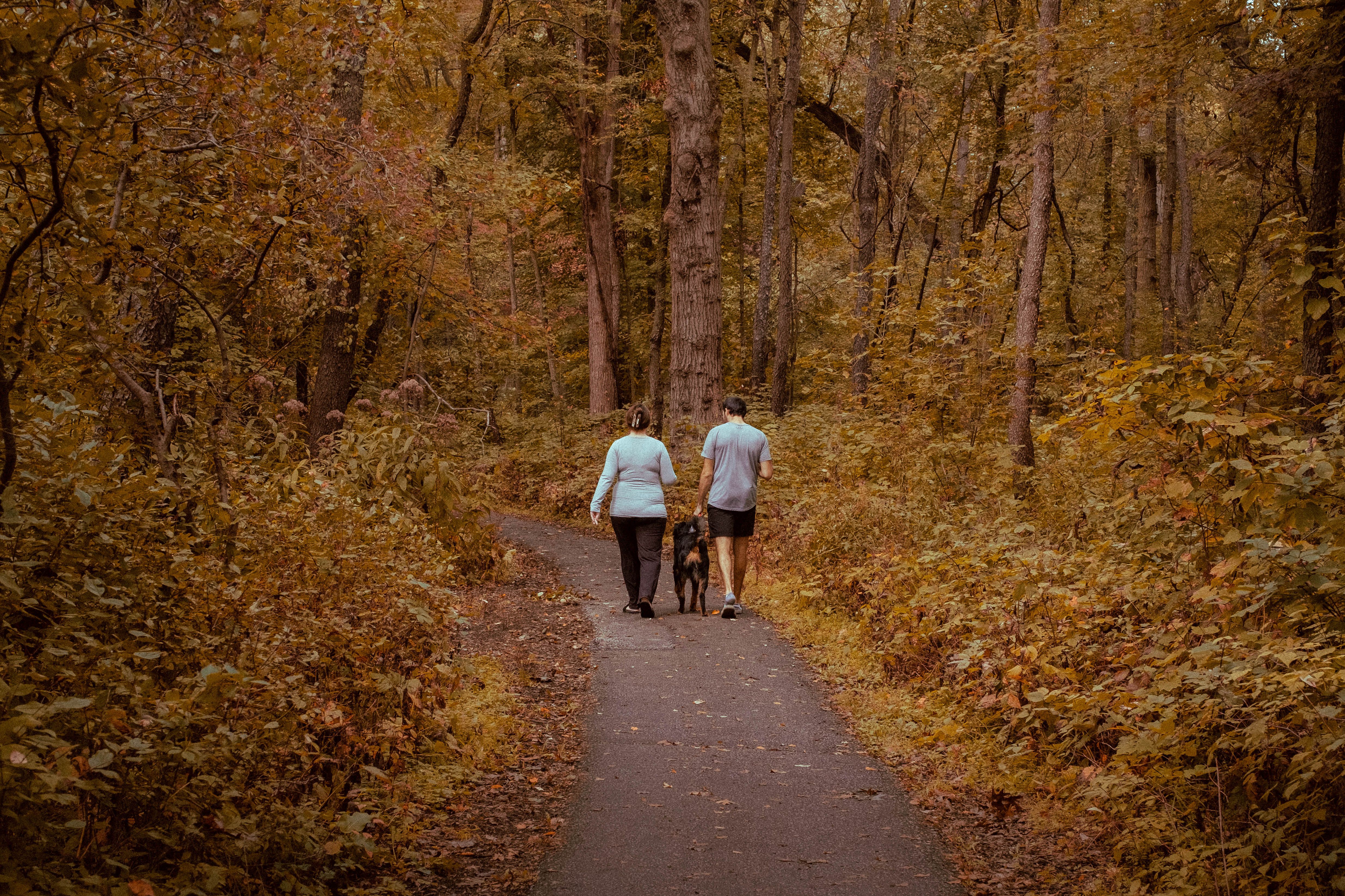 Autumn Walk in the Forest with Dog Companions · Free Stock Photo