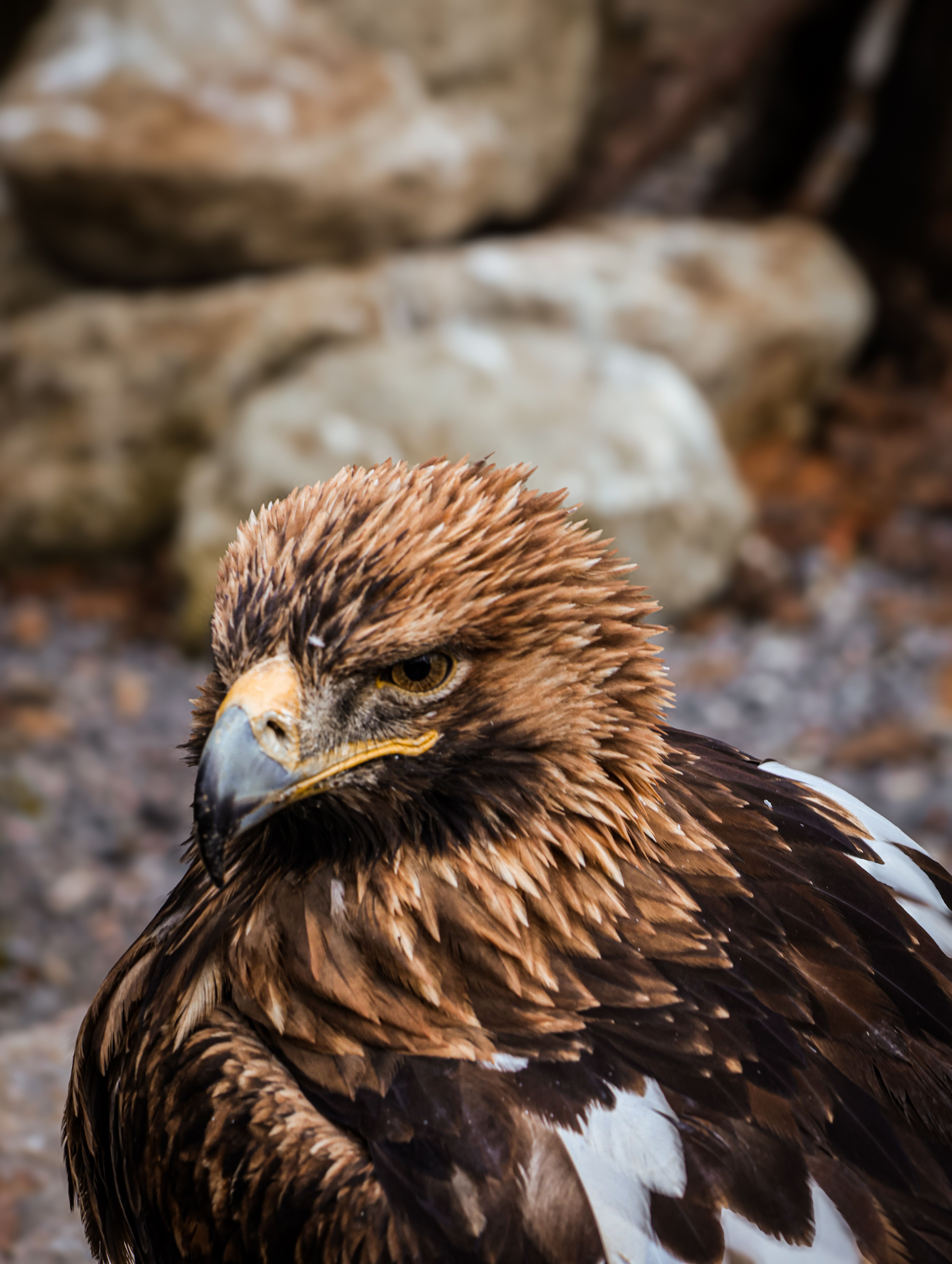 Close-up of a Majestic Golden Eagle in Natural Habitat · Free Stock Photo