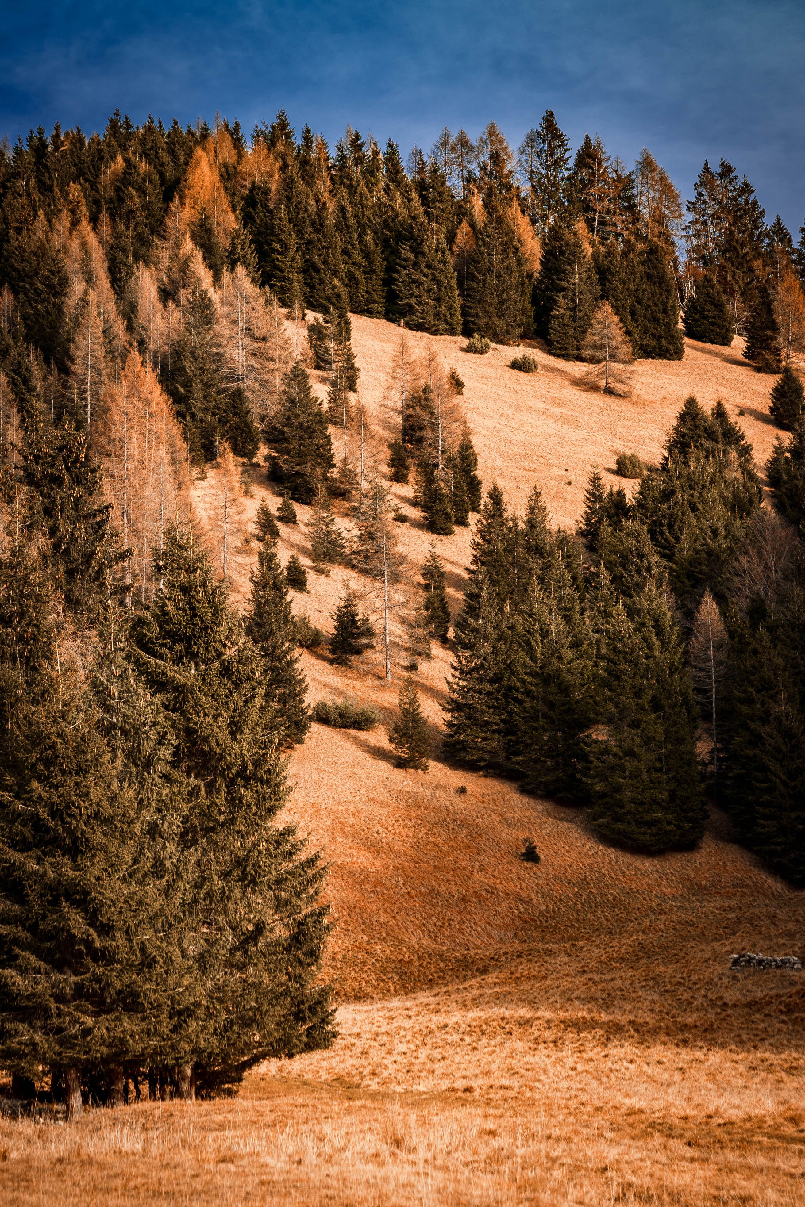Autumnal Hillside with Dense Evergreen Forest · Free Stock Photo