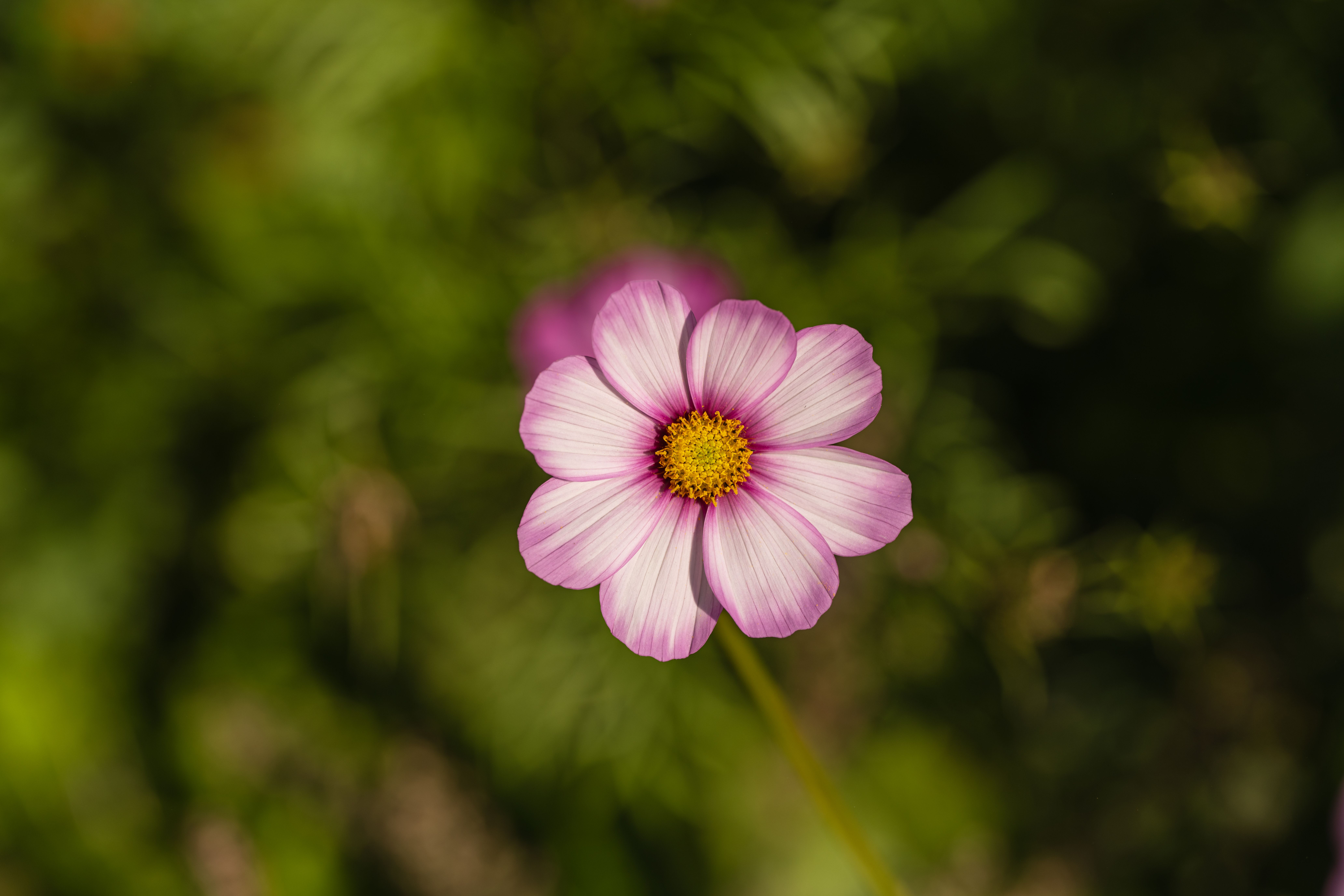 Close-up of Vibrant Pink Cosmos Flower in Bloom · Free Stock Photo