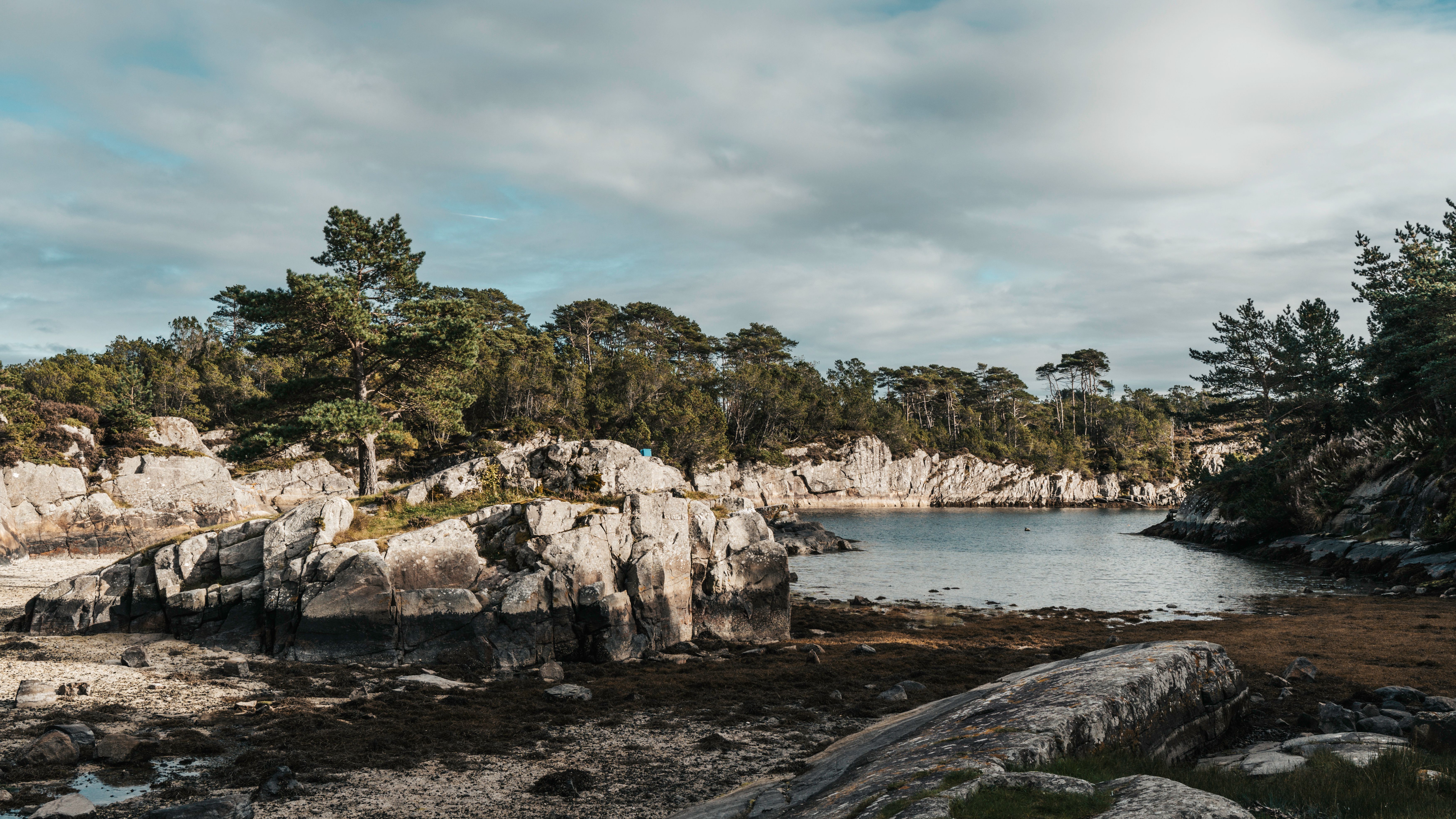 Stunning Coastal Landscape with Pine Trees and Cliffs · Free Stock Photo