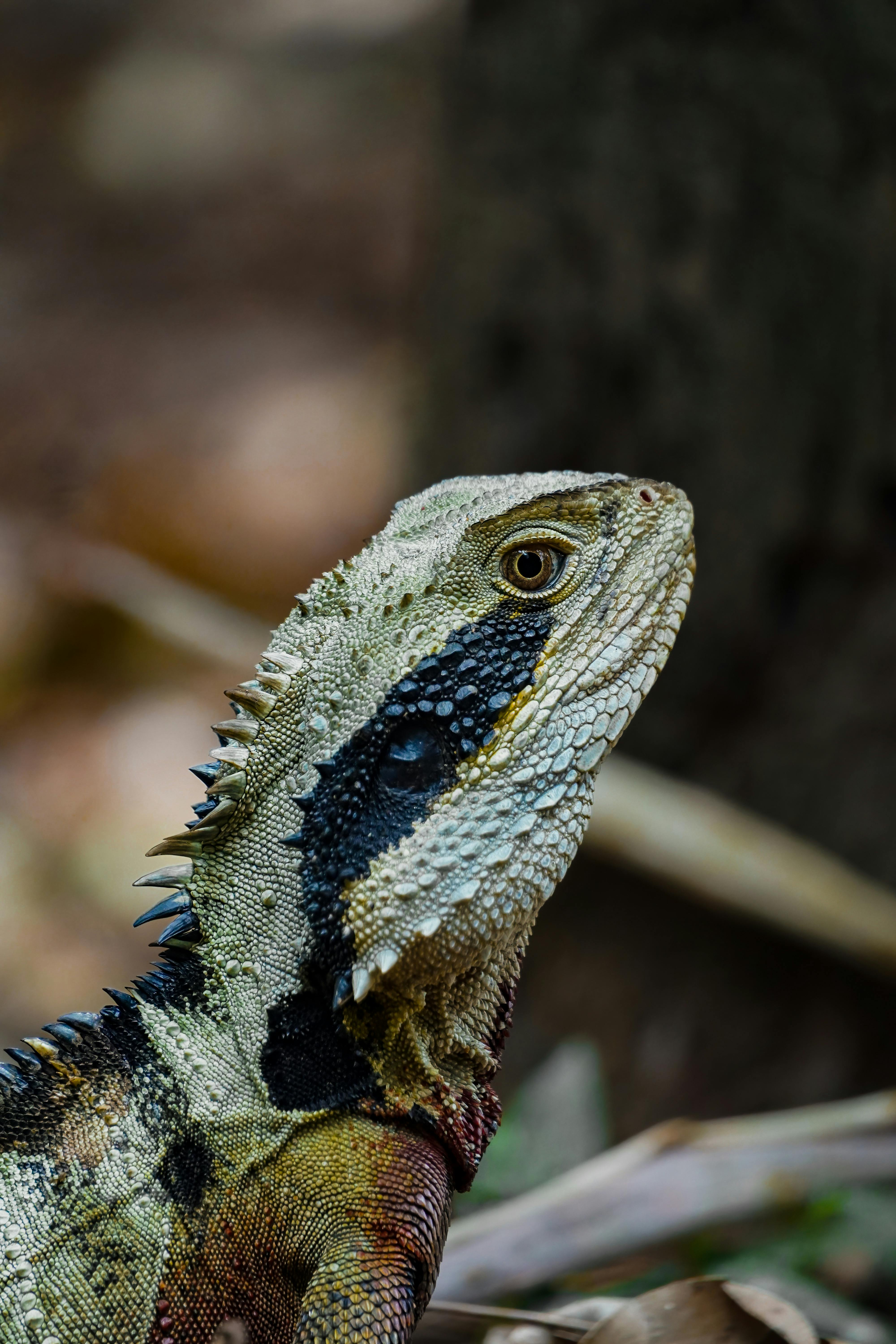 Close-Up Shot Of A Reptile · Free Stock Photo