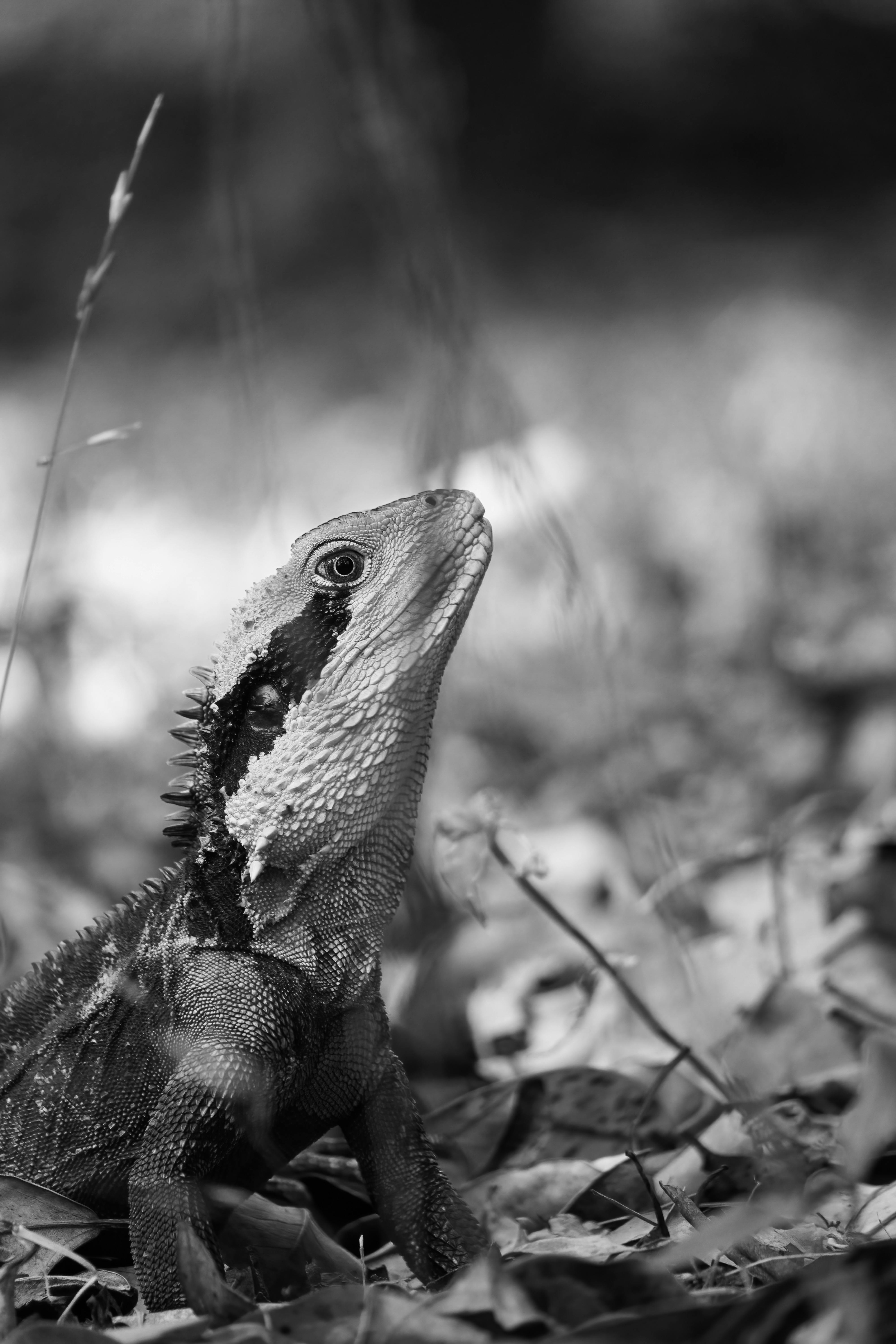 Black and White Lizard in Natural Setting · Free Stock Photo