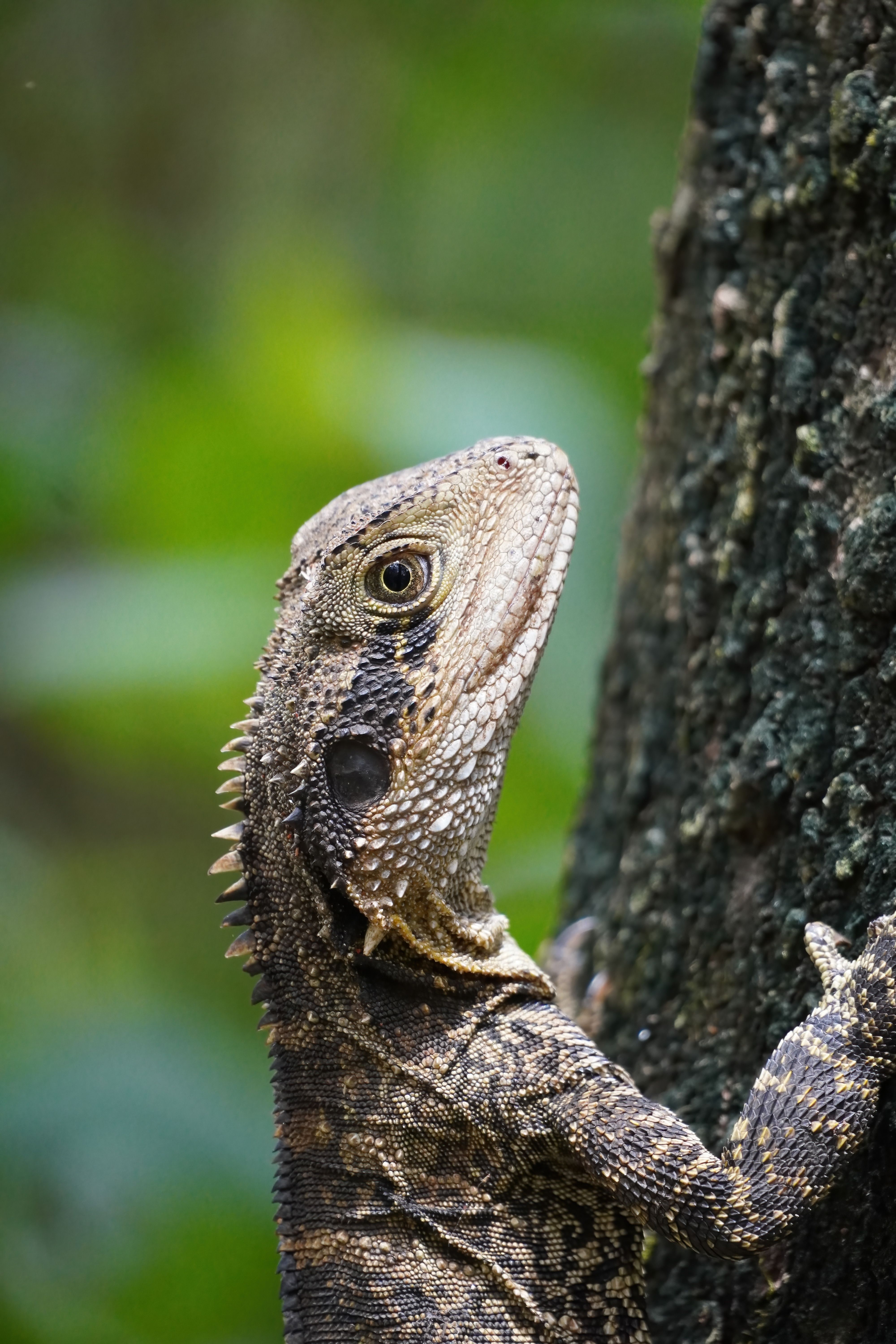 Close-up of Eastern Water Dragon Climbing Tree · Free Stock Photo
