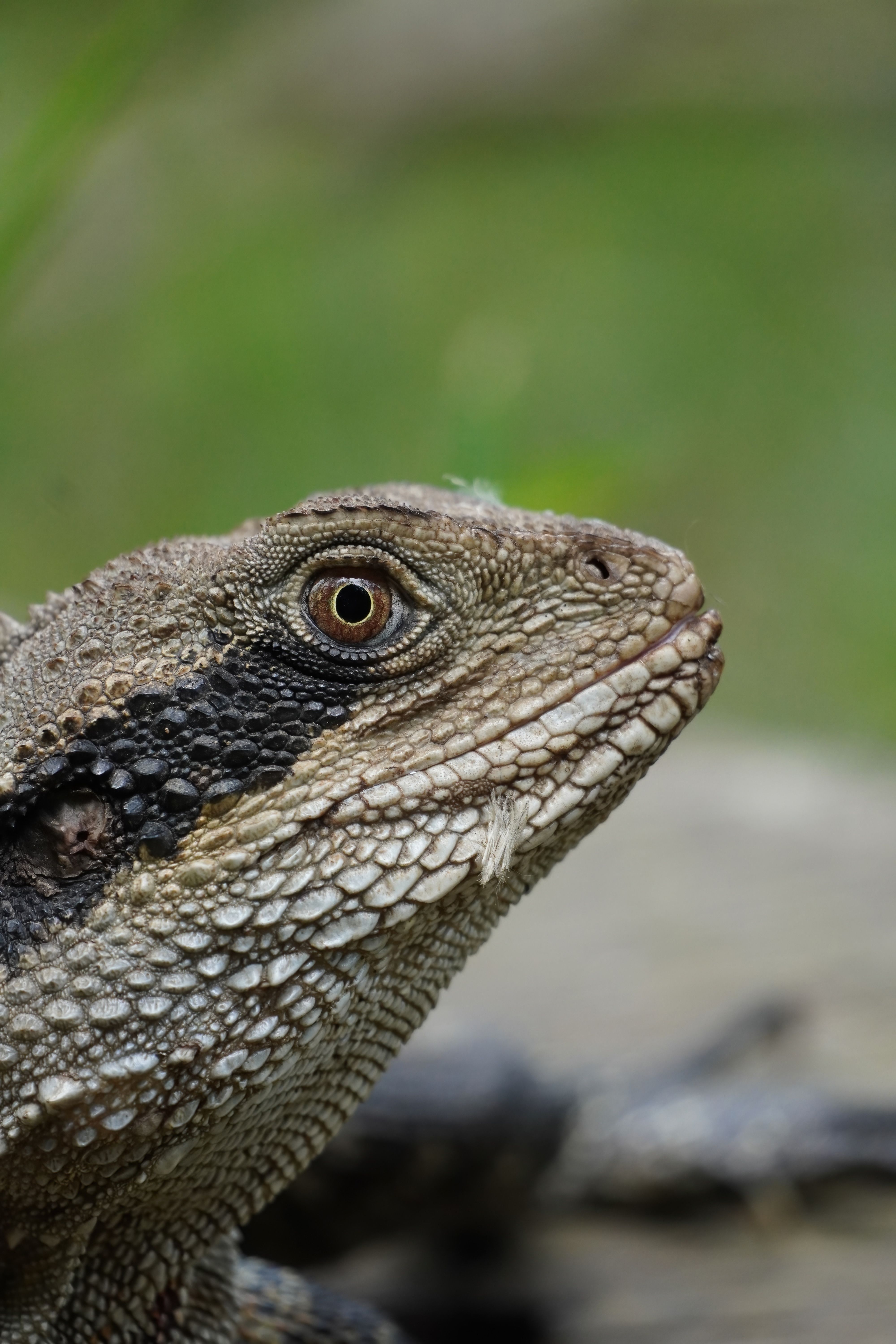 Close-Up of Lizard Head in Natural Habitat · Free Stock Photo