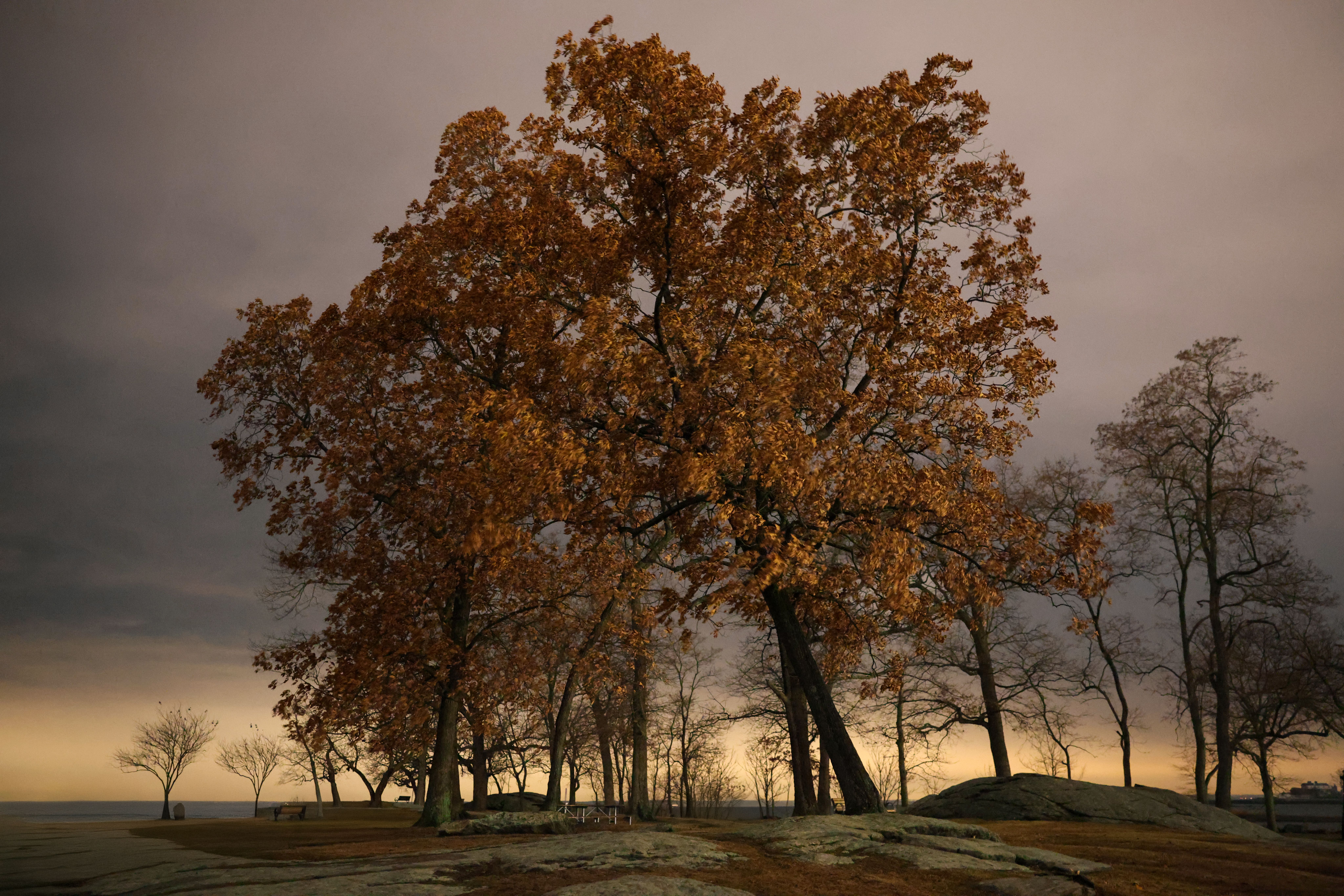 Autumn Trees at Dusk in Cove Island Park · Free Stock Photo