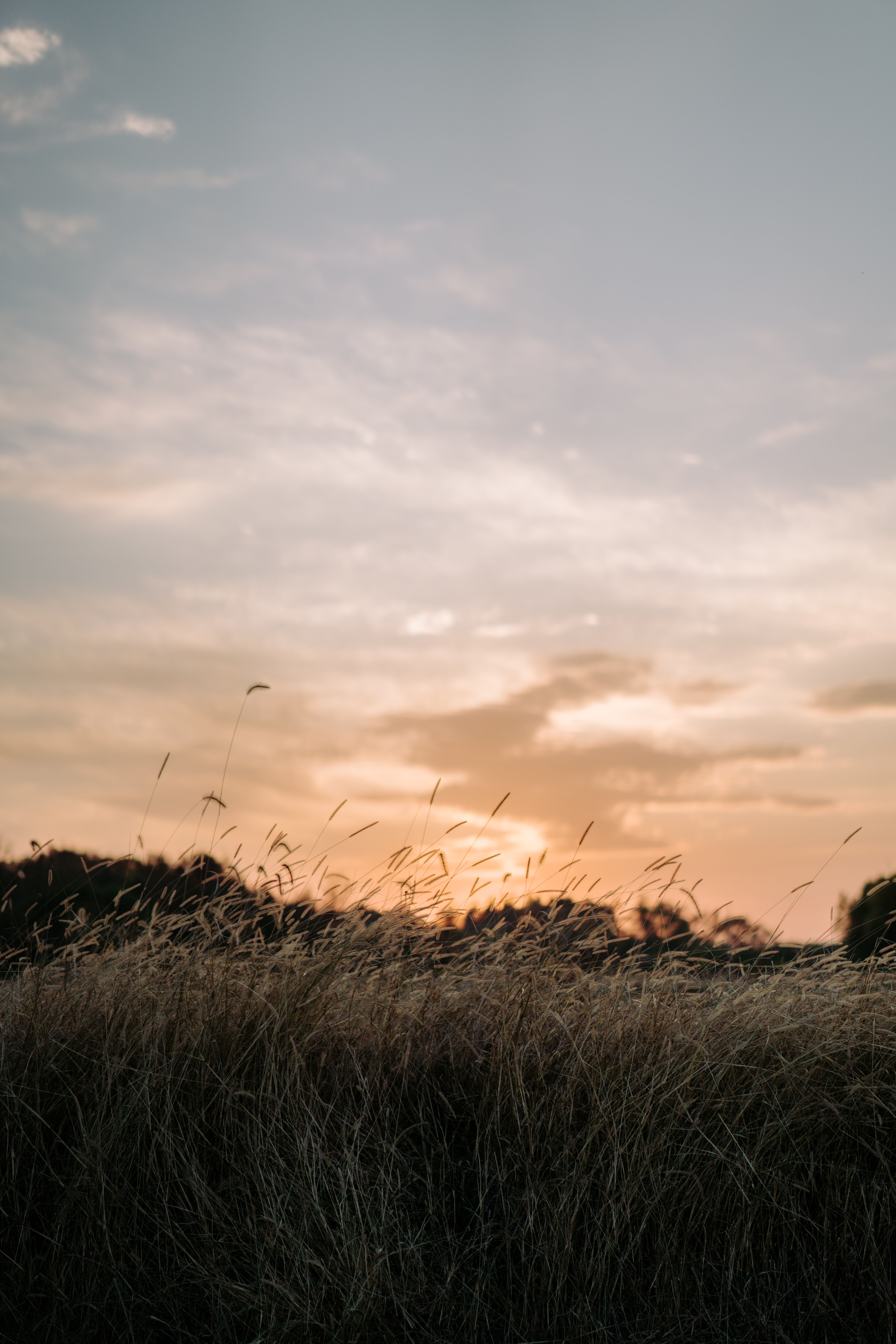 Sunset and Dry Grass · Free Stock Photo