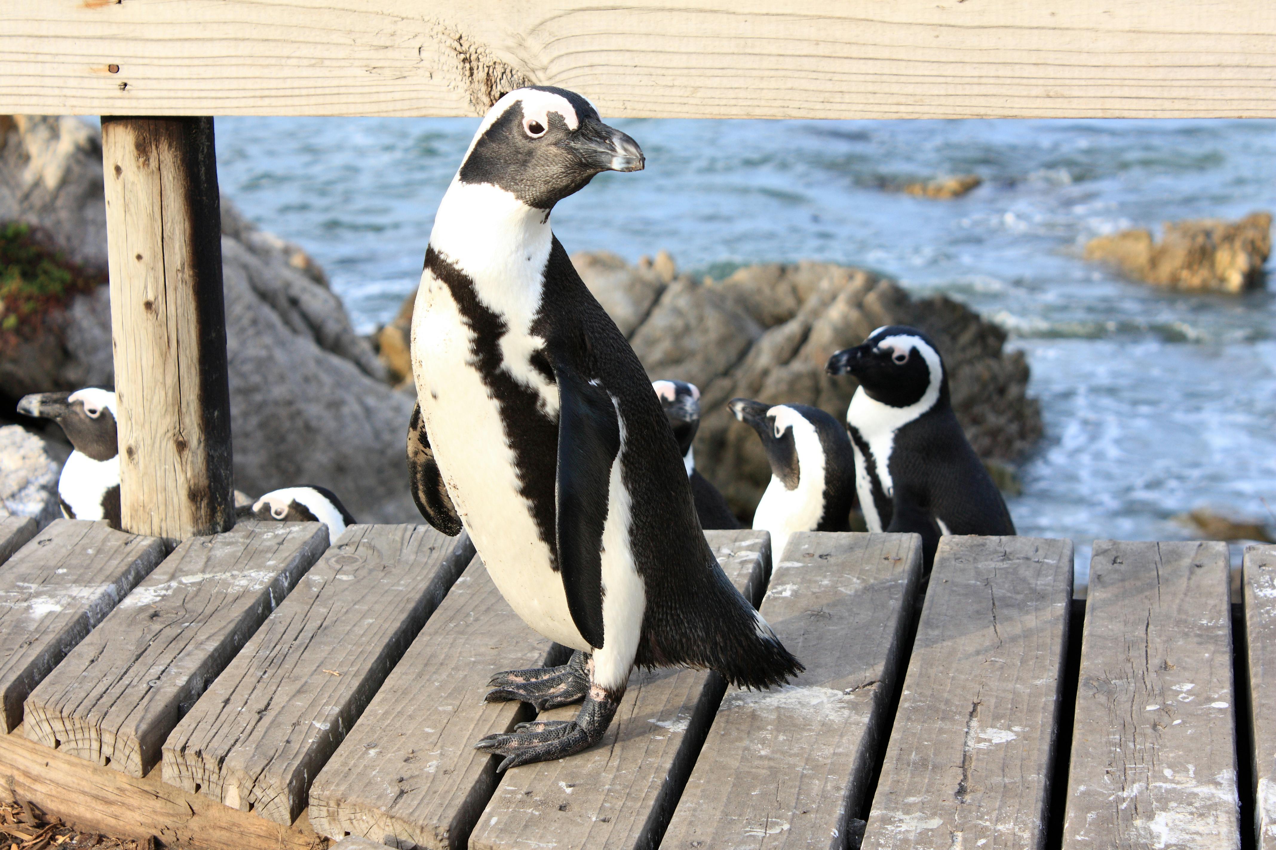 Foto profissional gratuita de pinguim, pinguim africano