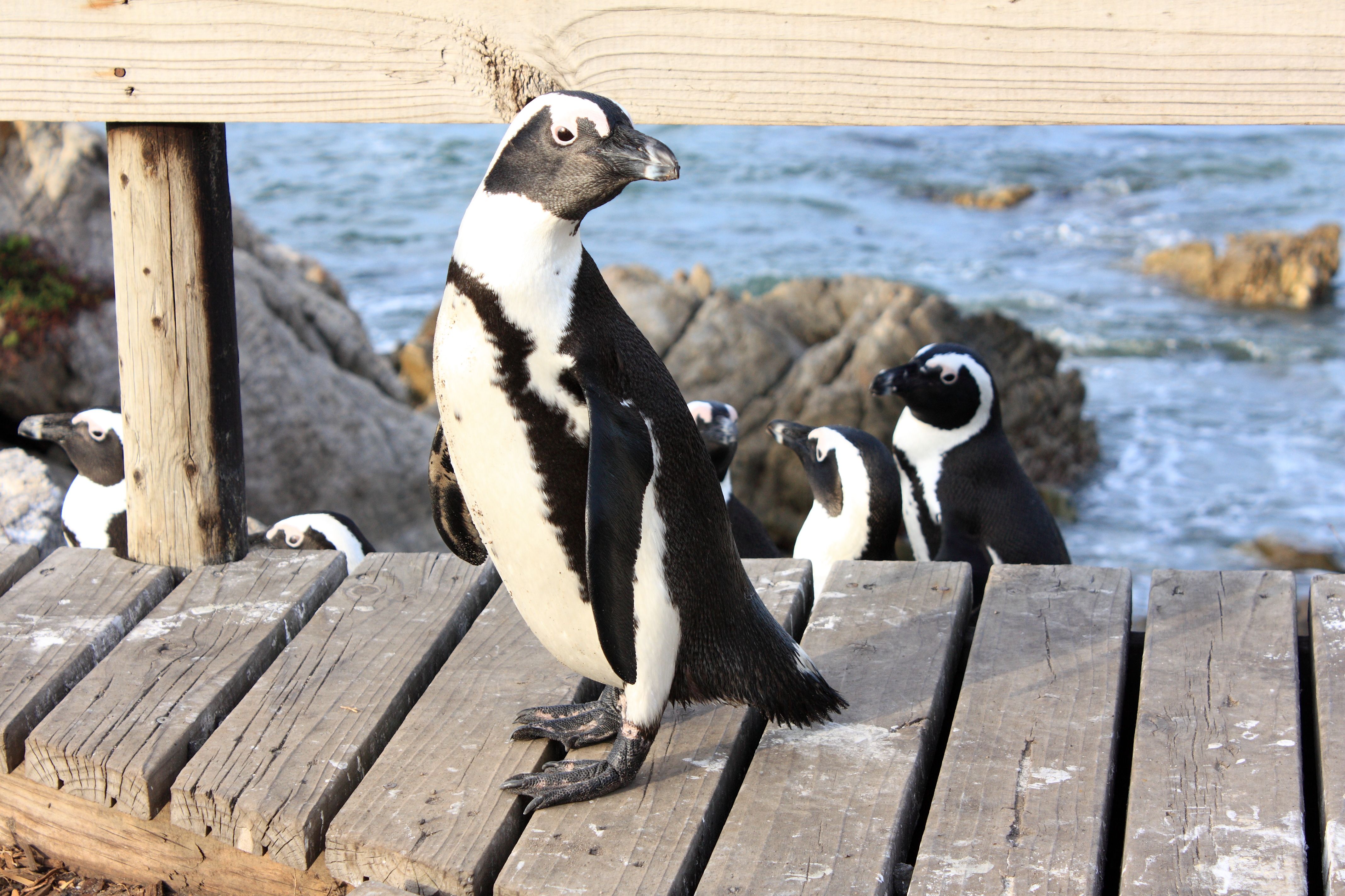 Foto profissional gratuita de pinguim, pinguim africano