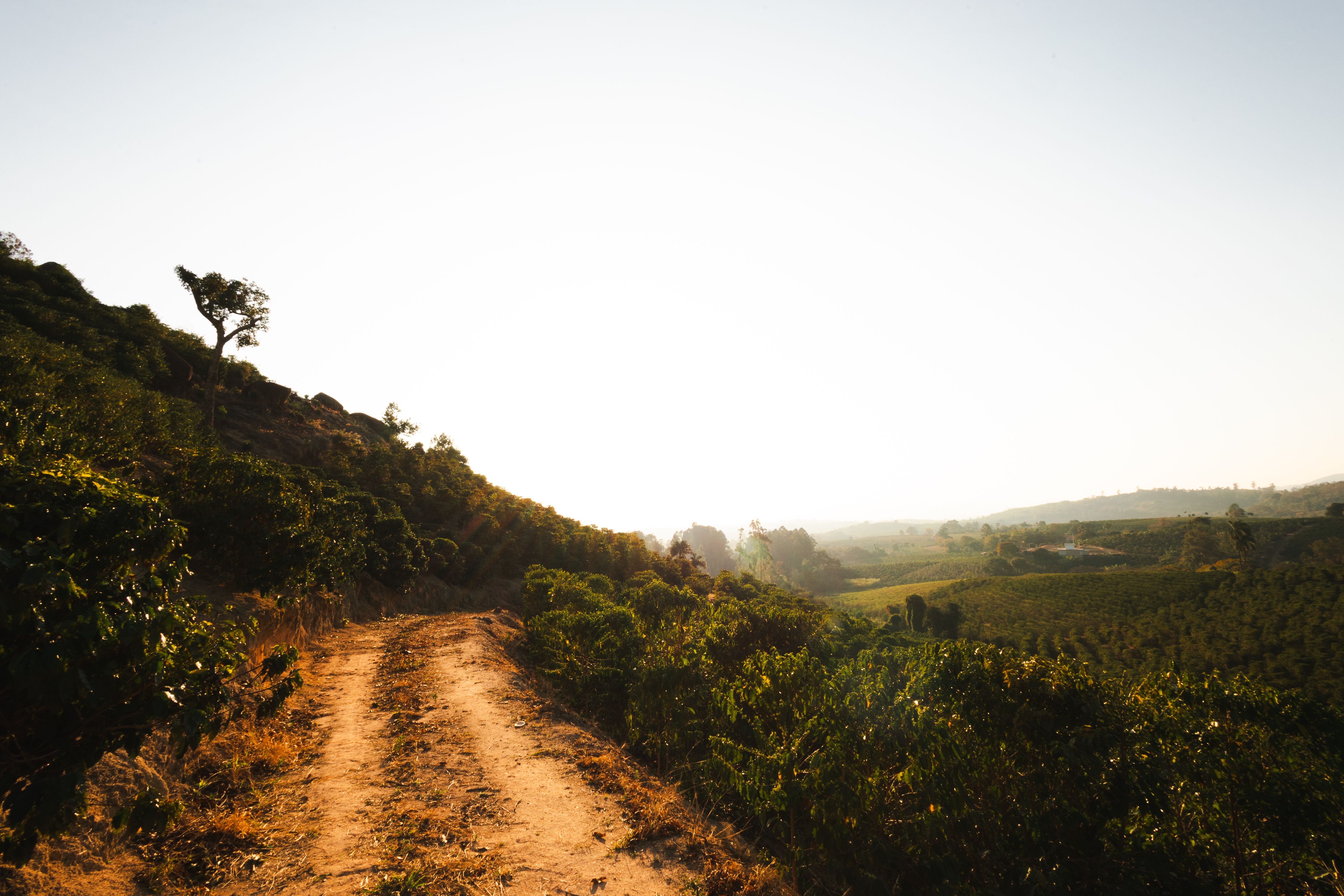 Dirt Path Through Lush Sunlit Landscape · Free Stock Photo