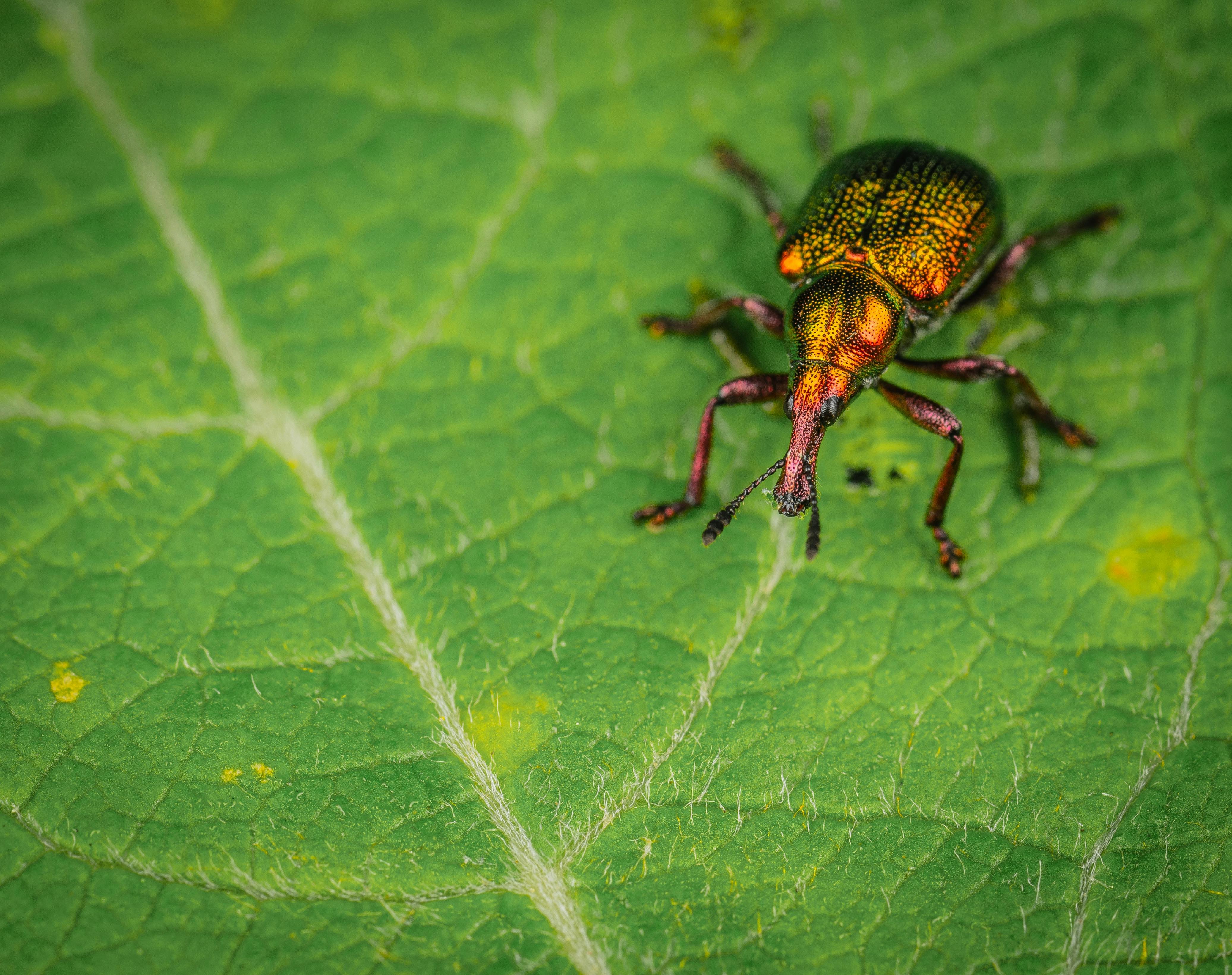 Jewel Weevil Crawling On Leaf · Free Stock Photo